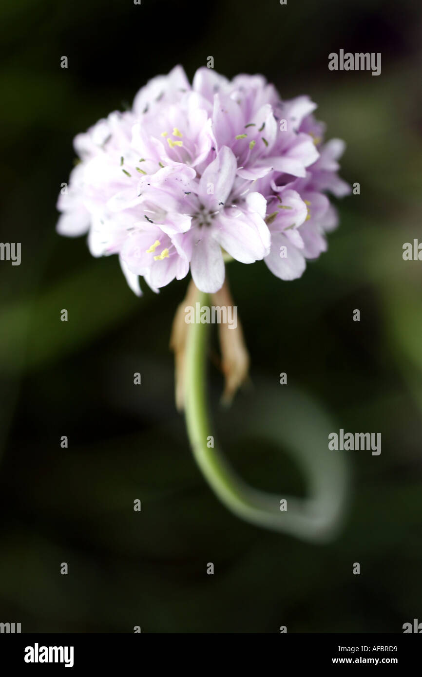 Allium saxatile hi-res stock photography and images - Alamy