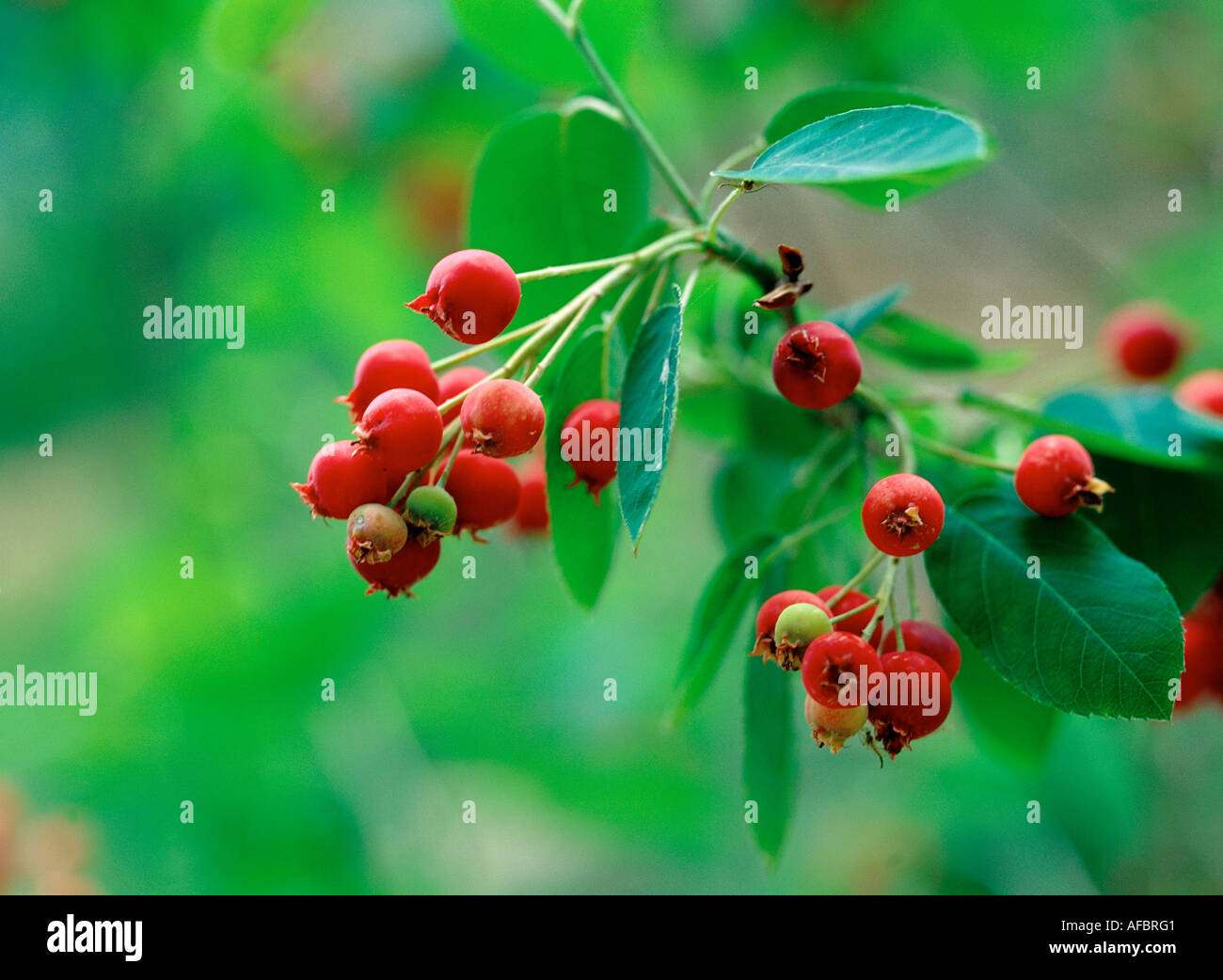 Scene of Fruit Stock Photo - Alamy