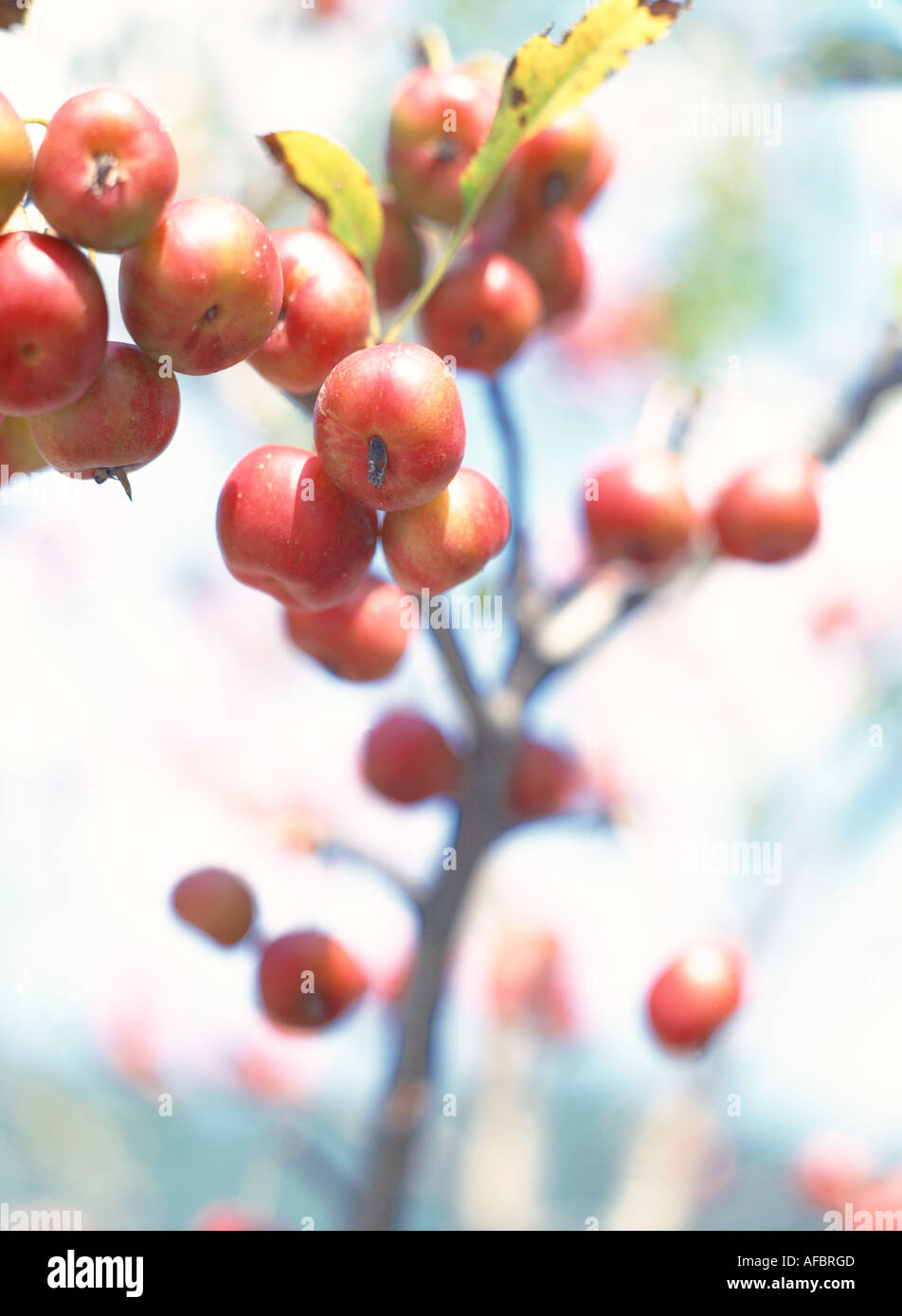 Scene of Fruit Stock Photo - Alamy
