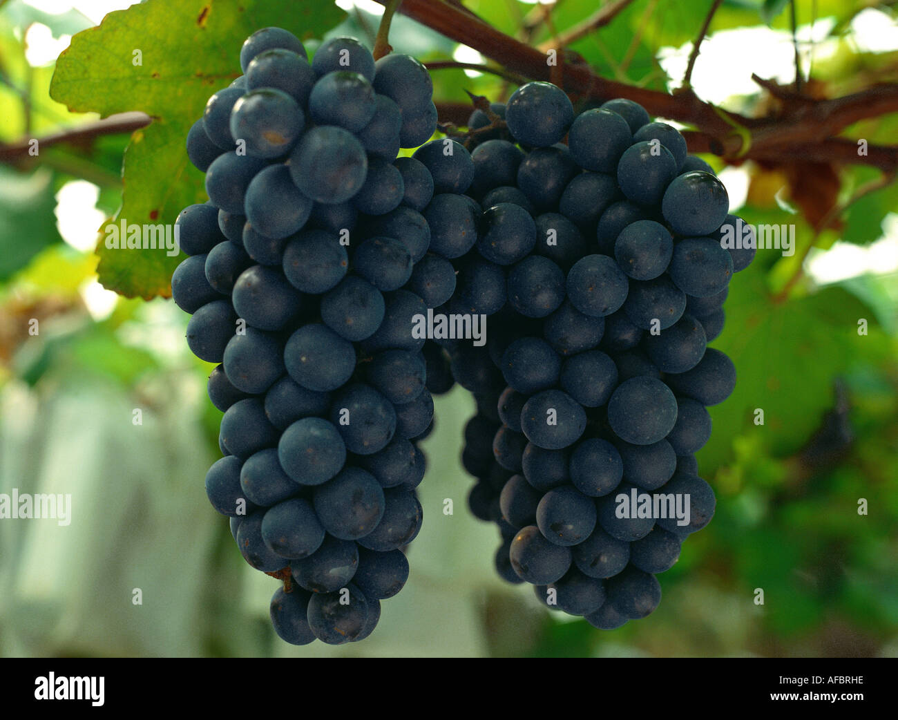 Scene of Grapes Stock Photo - Alamy
