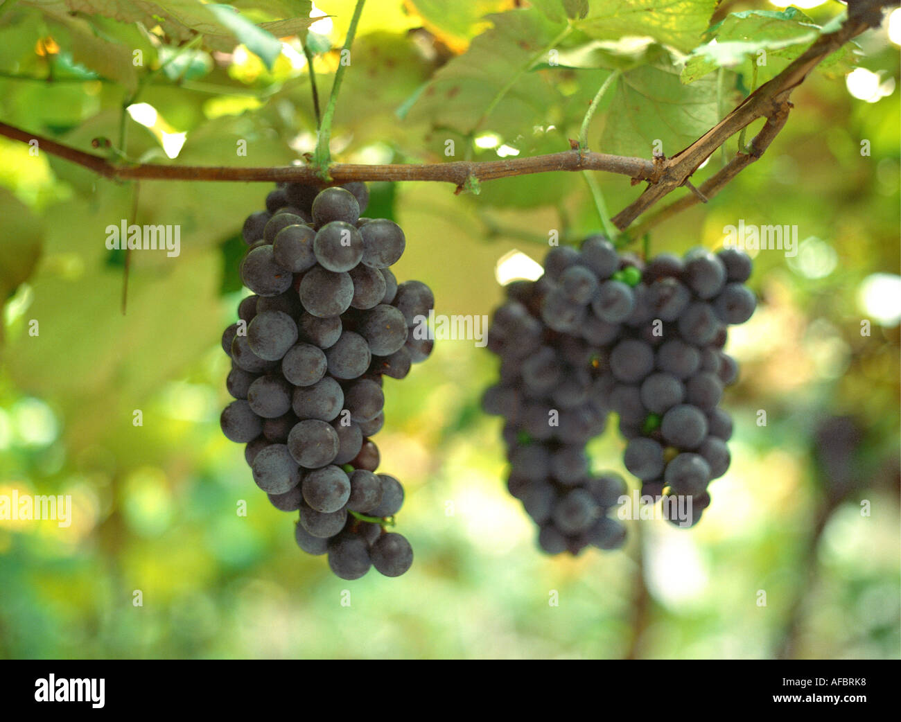 Scene of Grapes Stock Photo - Alamy