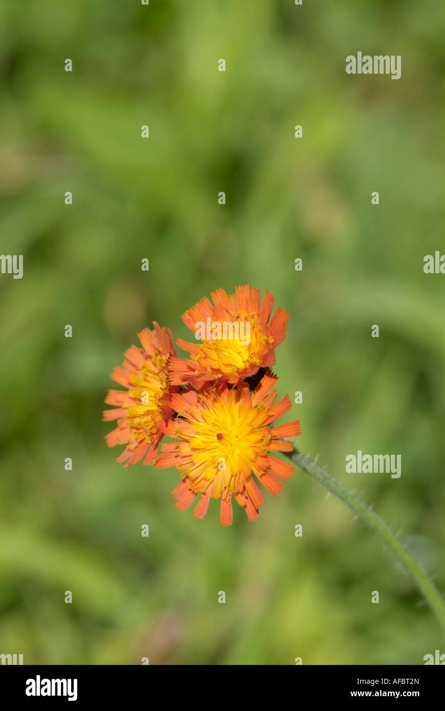 New england hawkweed hi-res stock photography and images - Alamy