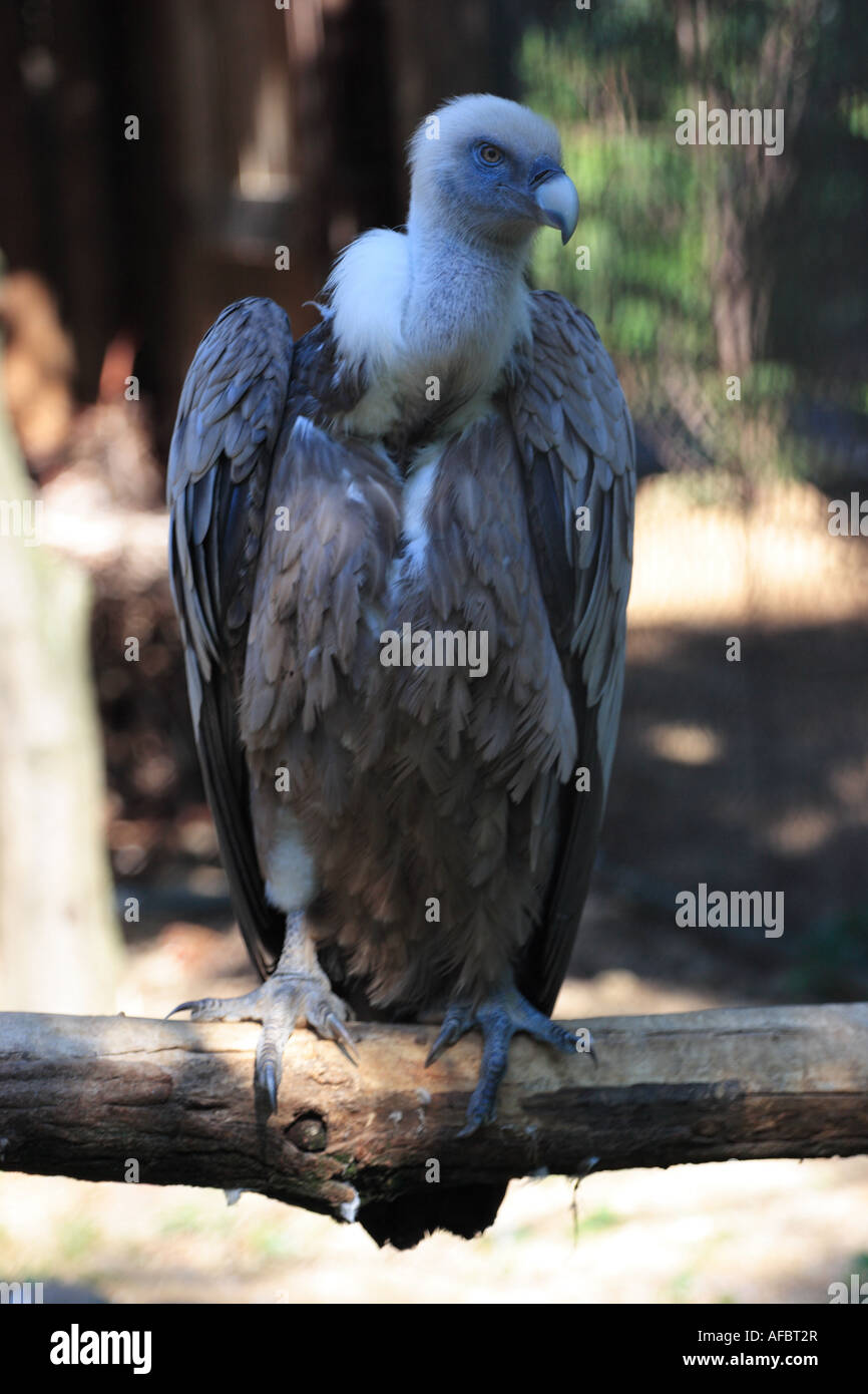 Himalayan griffon, Gyps Himalayensis Stock Photo - Alamy