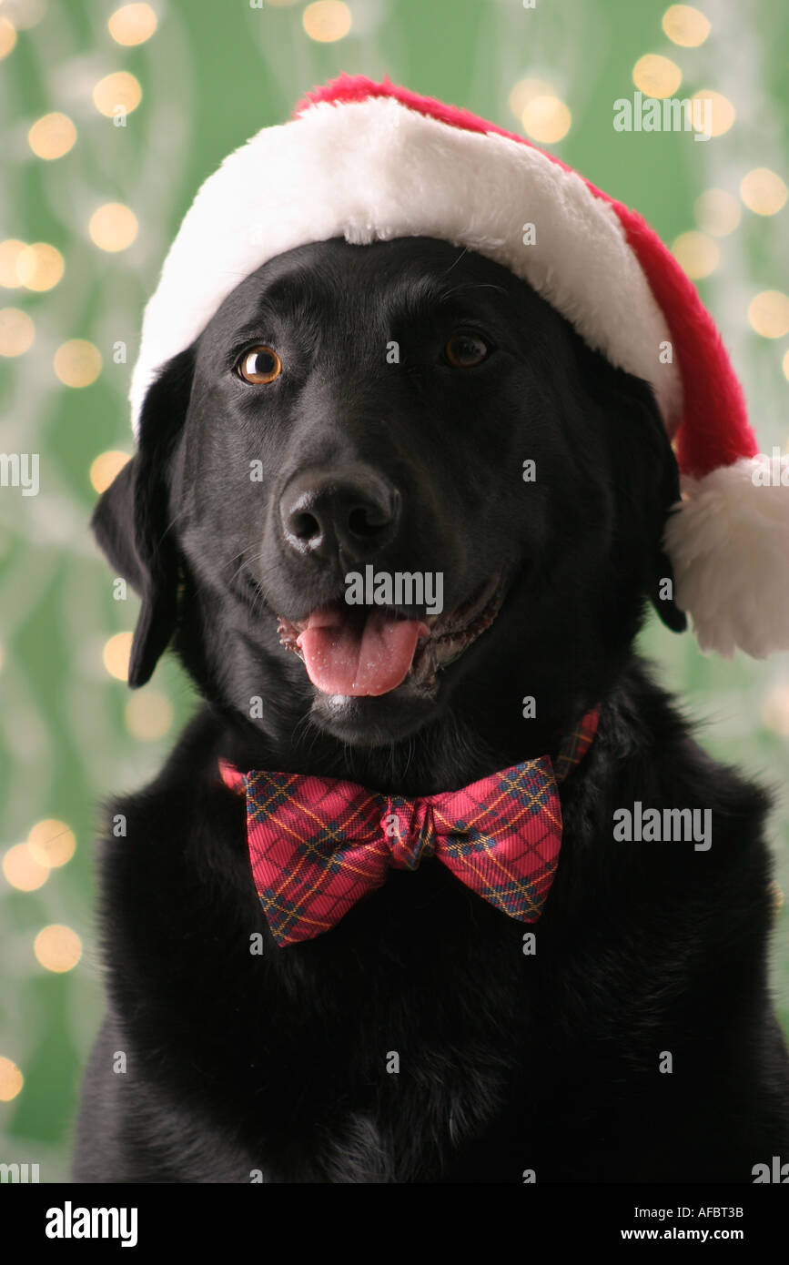 Black lab santa hat hi-res stock photography and images - Alamy
