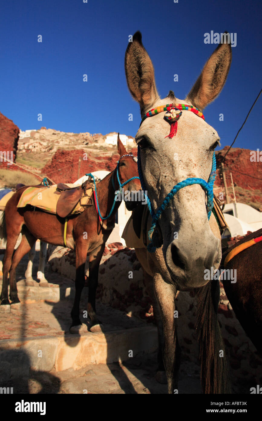 Donkey carrying heavy load hi-res stock photography and images - Alamy