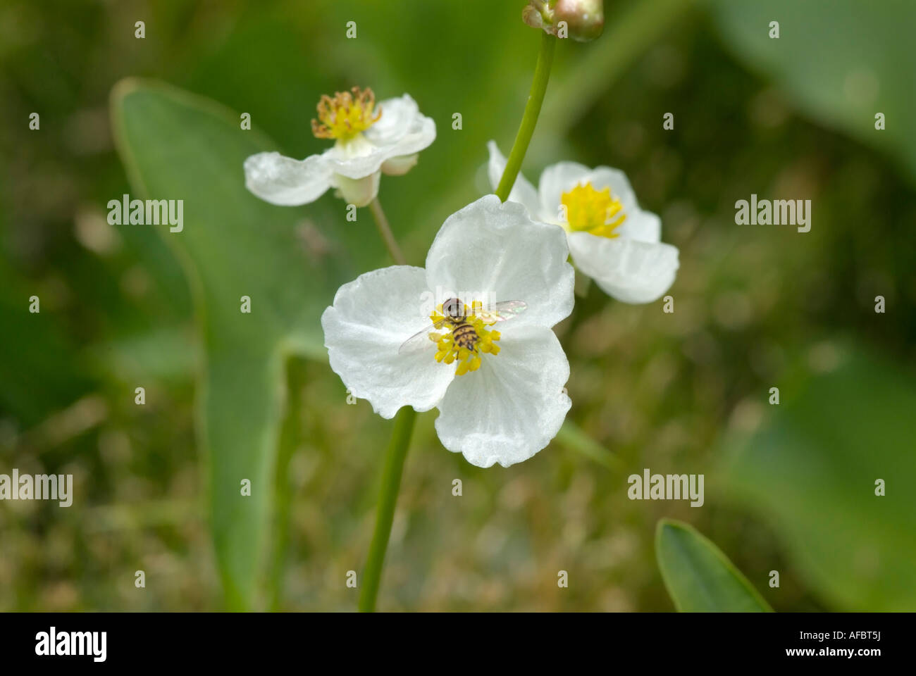 Sagittaria Latifolia Plant High Resolution Stock Photography and Images ...