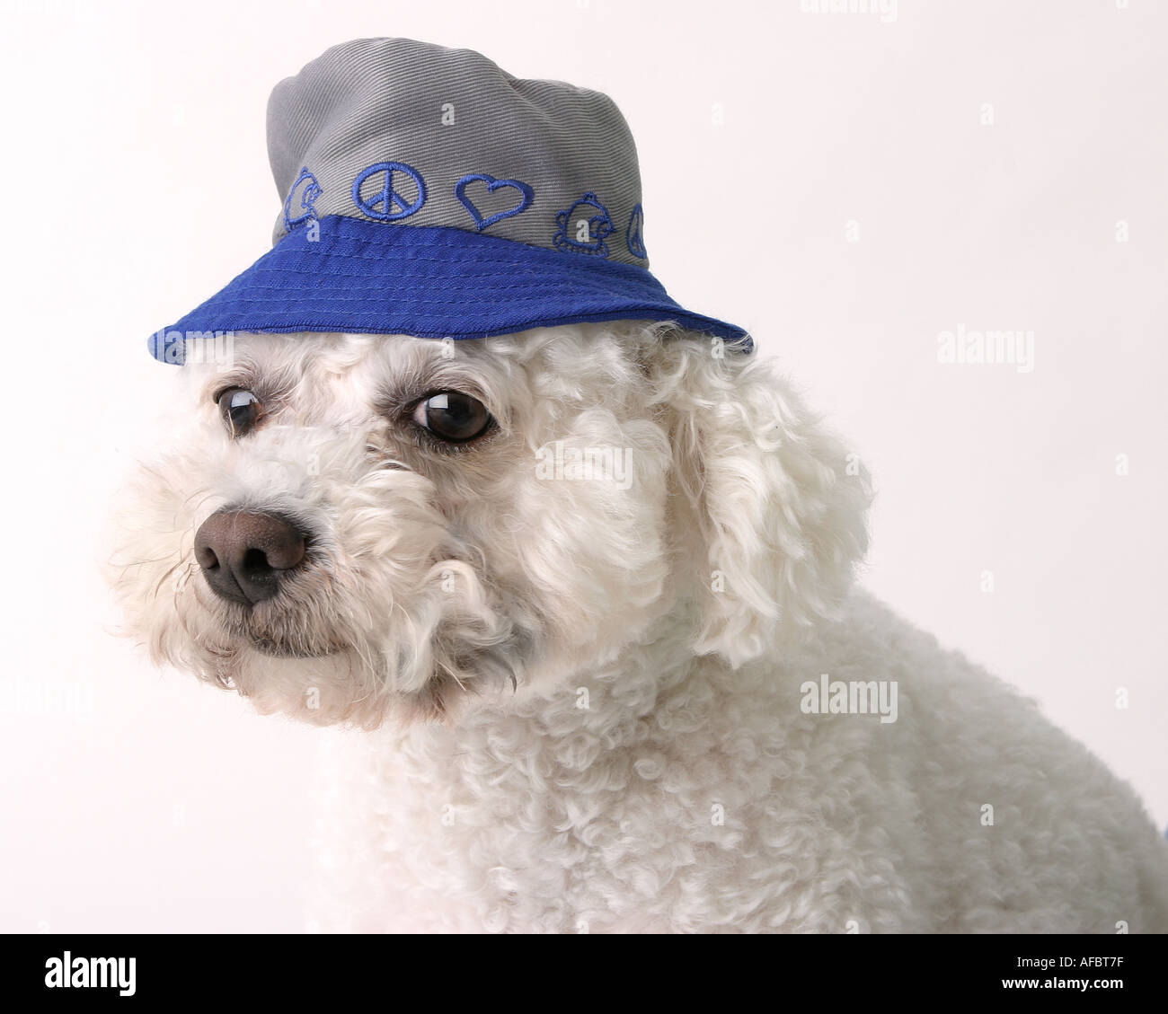 Bichon Frise with Hat Stock Photo - Alamy