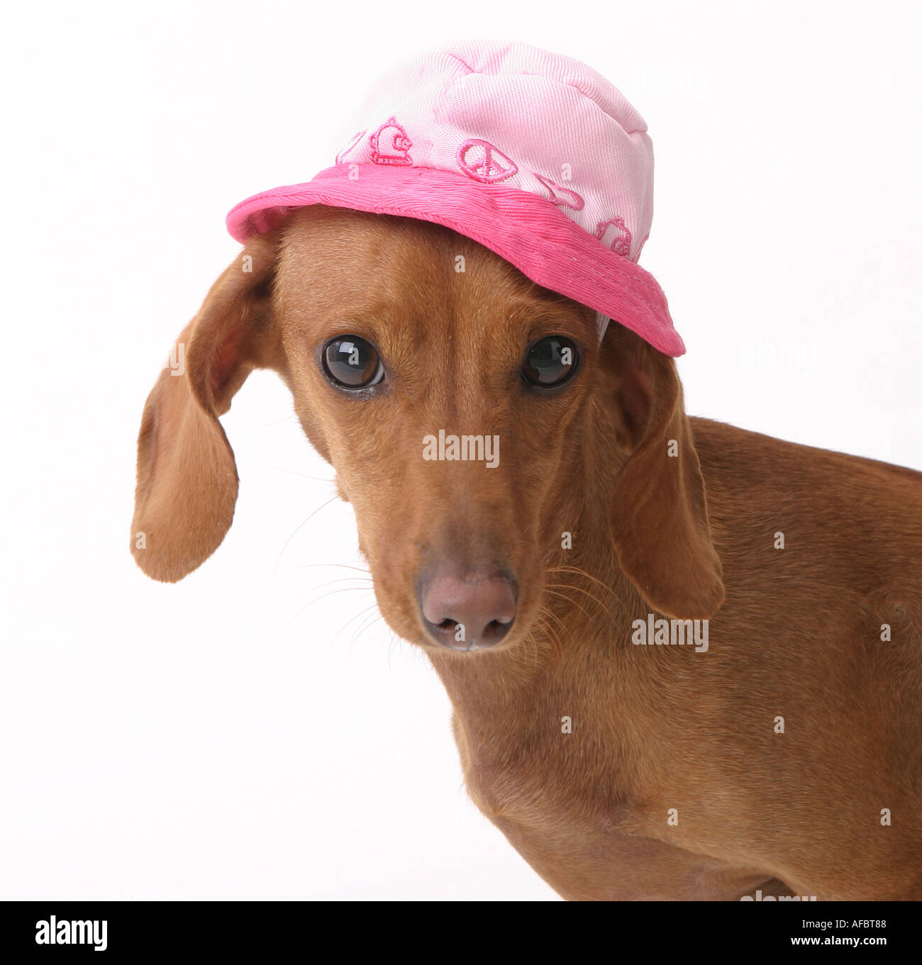 Dachshund with Pink Floppy Hat Stock Photo - Alamy