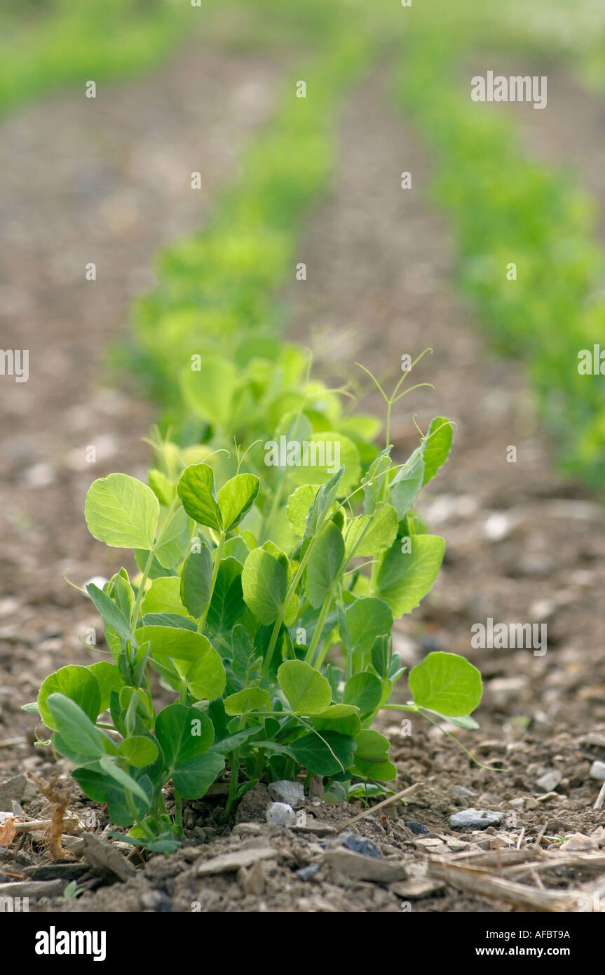 Young Pea Plant Rows Stock Photo - Alamy