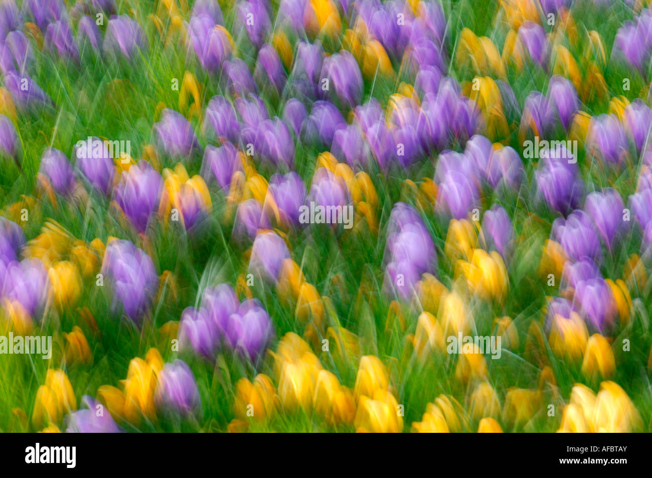 Bed of crocuses, blurred Stock Photo - Alamy