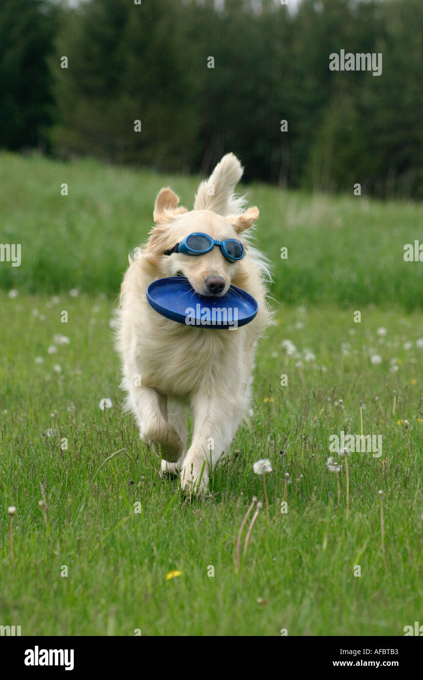 Golden retriever retrieving frisbee hi-res stock photography and images ...