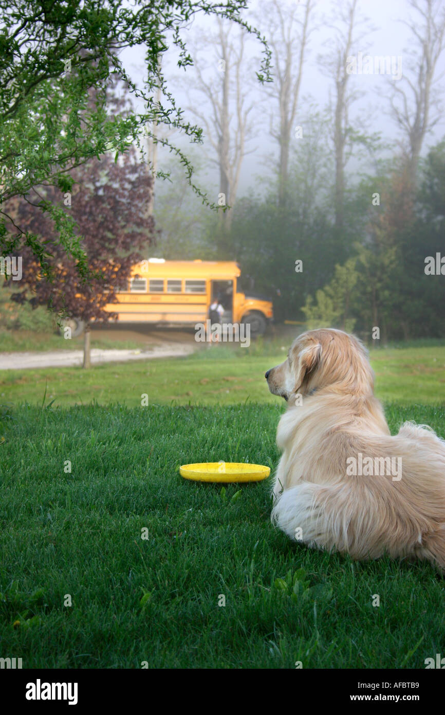 Dog Watching Child Get on Bus Stock Photo - Alamy