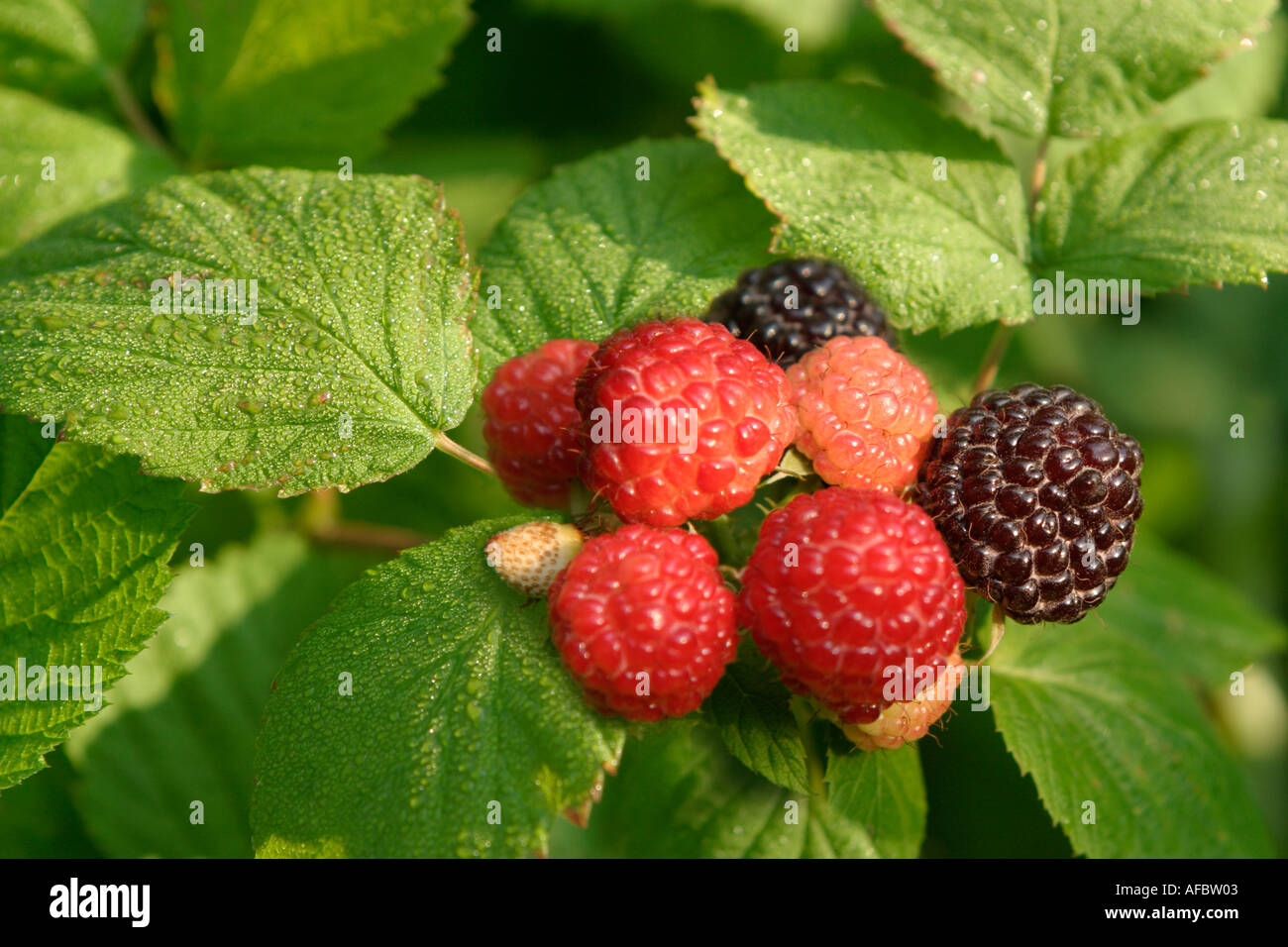 Black Raspberries on the Bush Stock Photo - Alamy