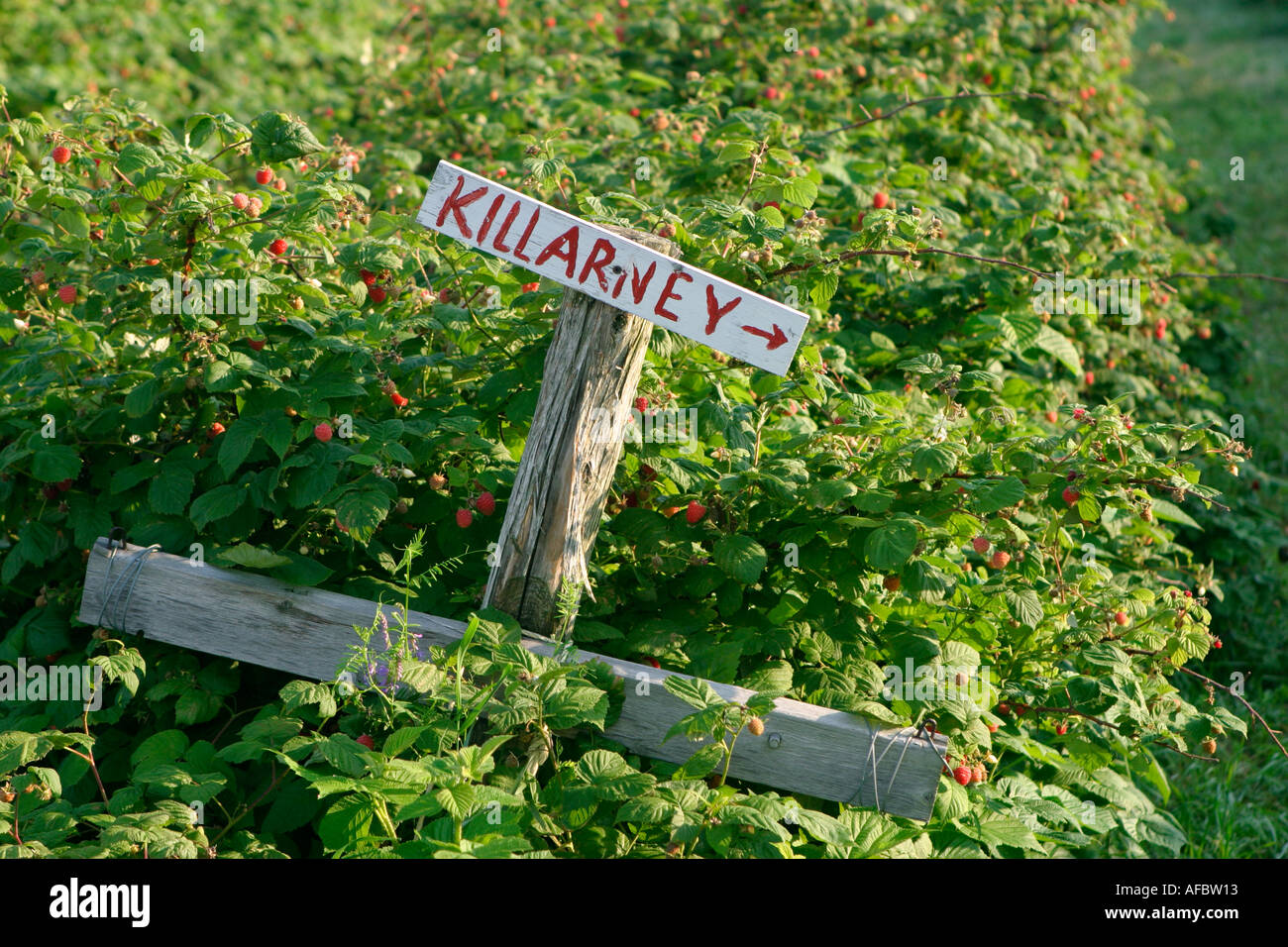 Red Raspberries on Bush with Sign Stock Photo - Alamy