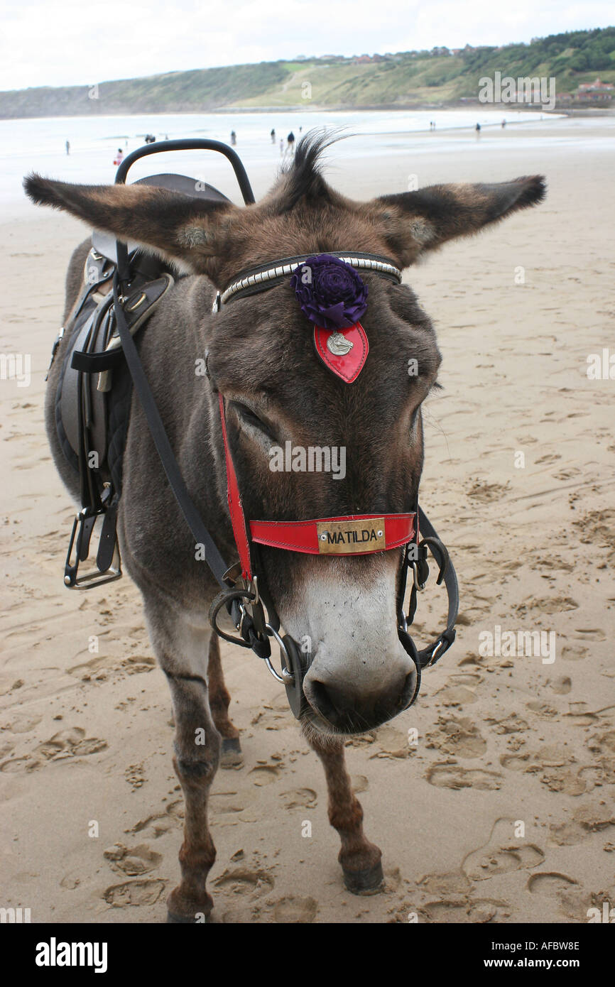 Donkey on the beach Scarborough Stock Photo - Alamy