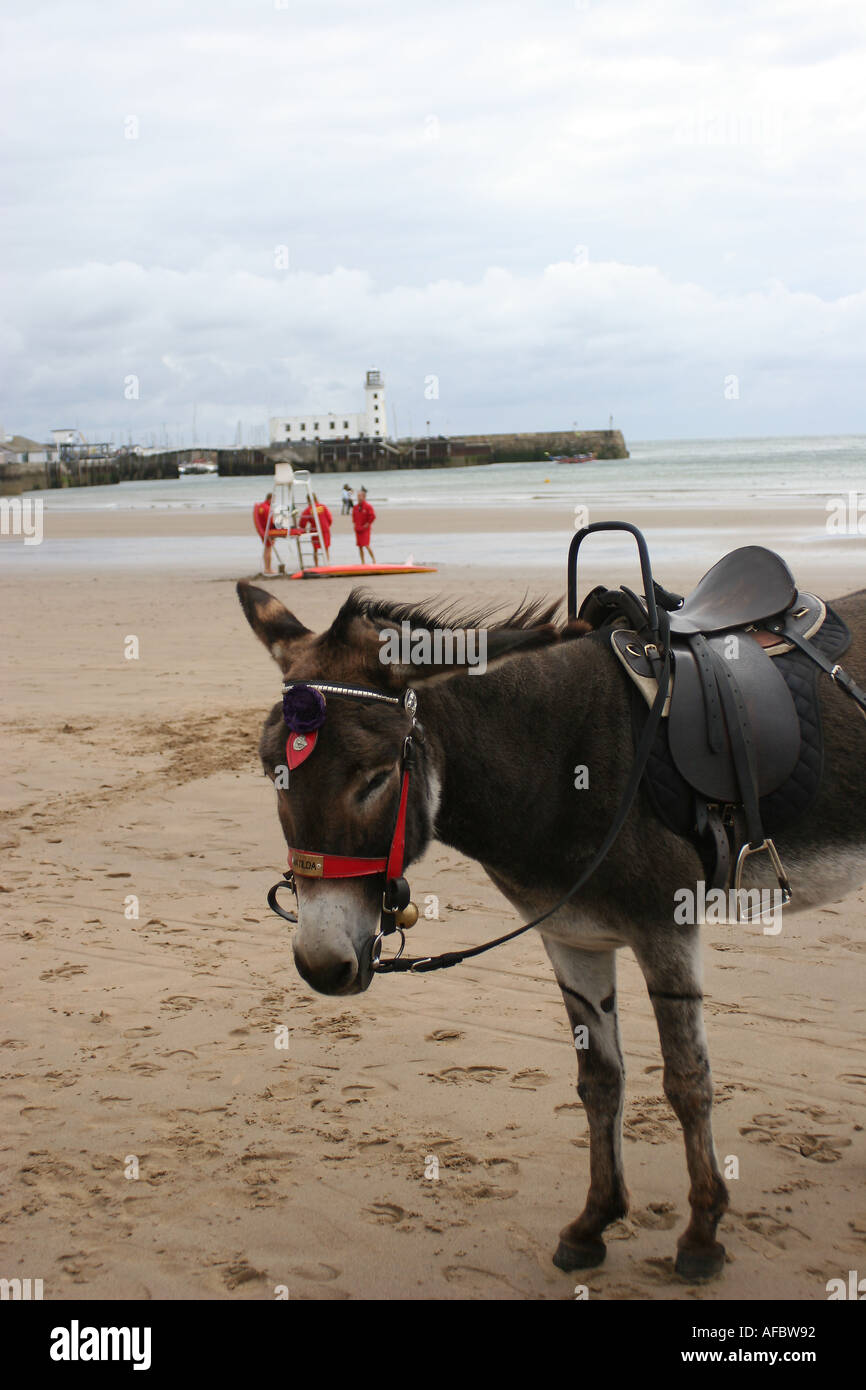 Donkey on the beach Scarborough Stock Photo - Alamy