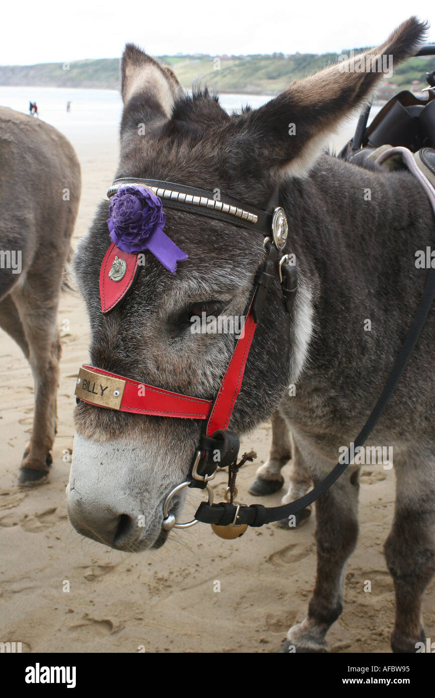 Donkey on the beach Scarborough Stock Photo - Alamy