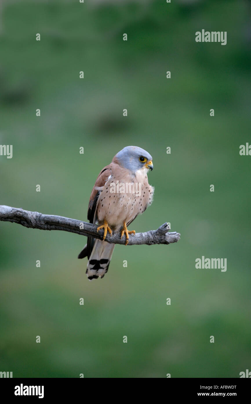 Lesser kestrel Falco naumanni Male Spain Stock Photo - Alamy