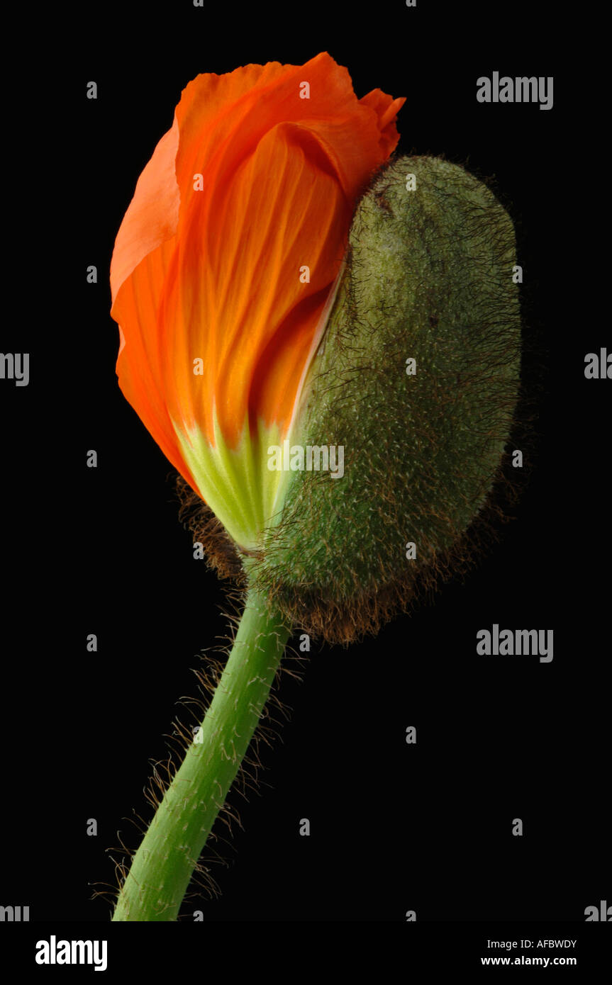 Poppy bud open in Cut Out Stock Images & Pictures - Alamy