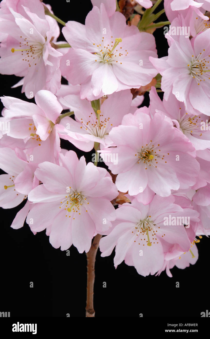 Pink Cherry Blossom, close-up Stock Photo - Alamy
