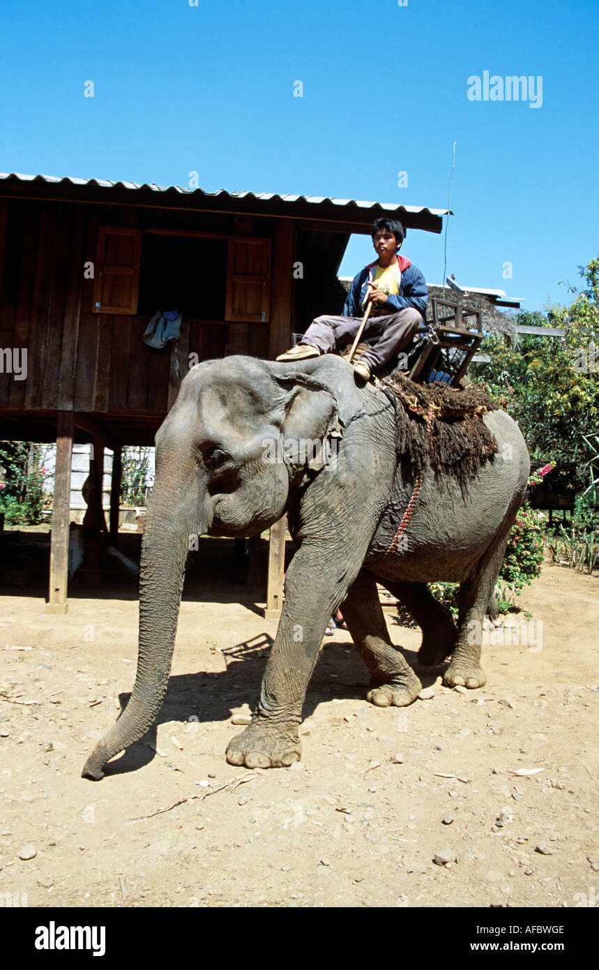 Boy on elephant, Pang Daeng Village, Chiang Dao, Chiang Mai Province ...