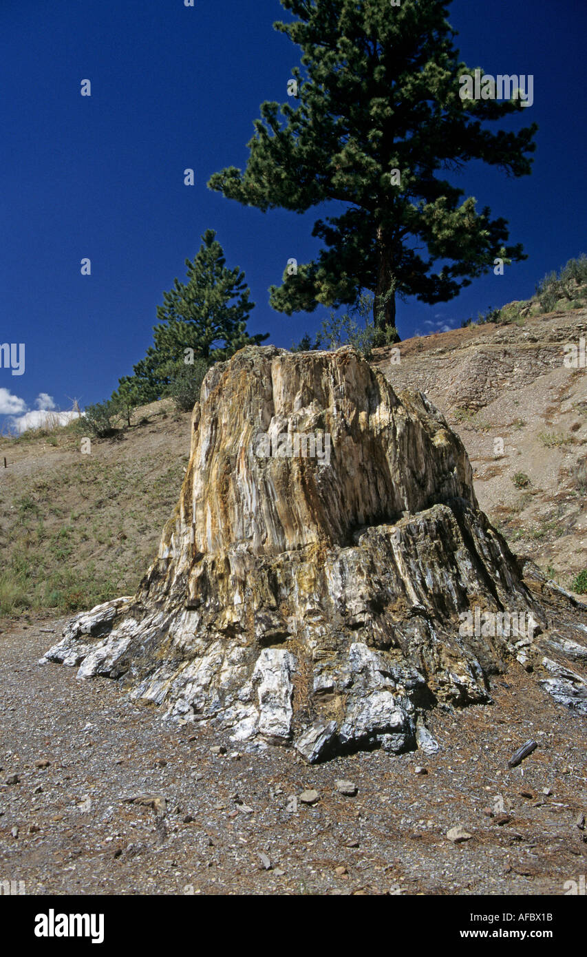 Fossil tree stump hi-res stock photography and images - Alamy