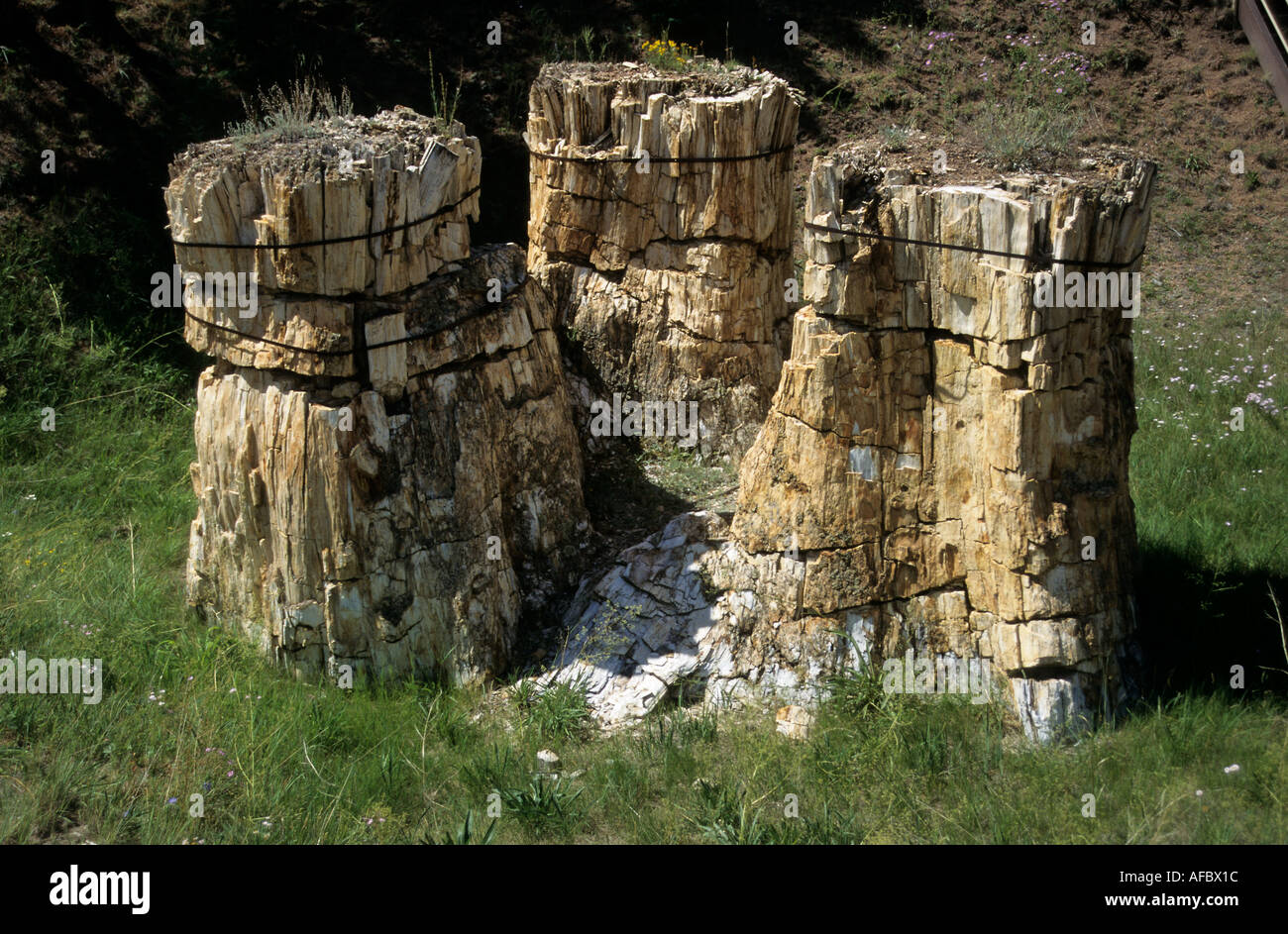 Fossilized tree stump hi-res stock photography and images - Alamy