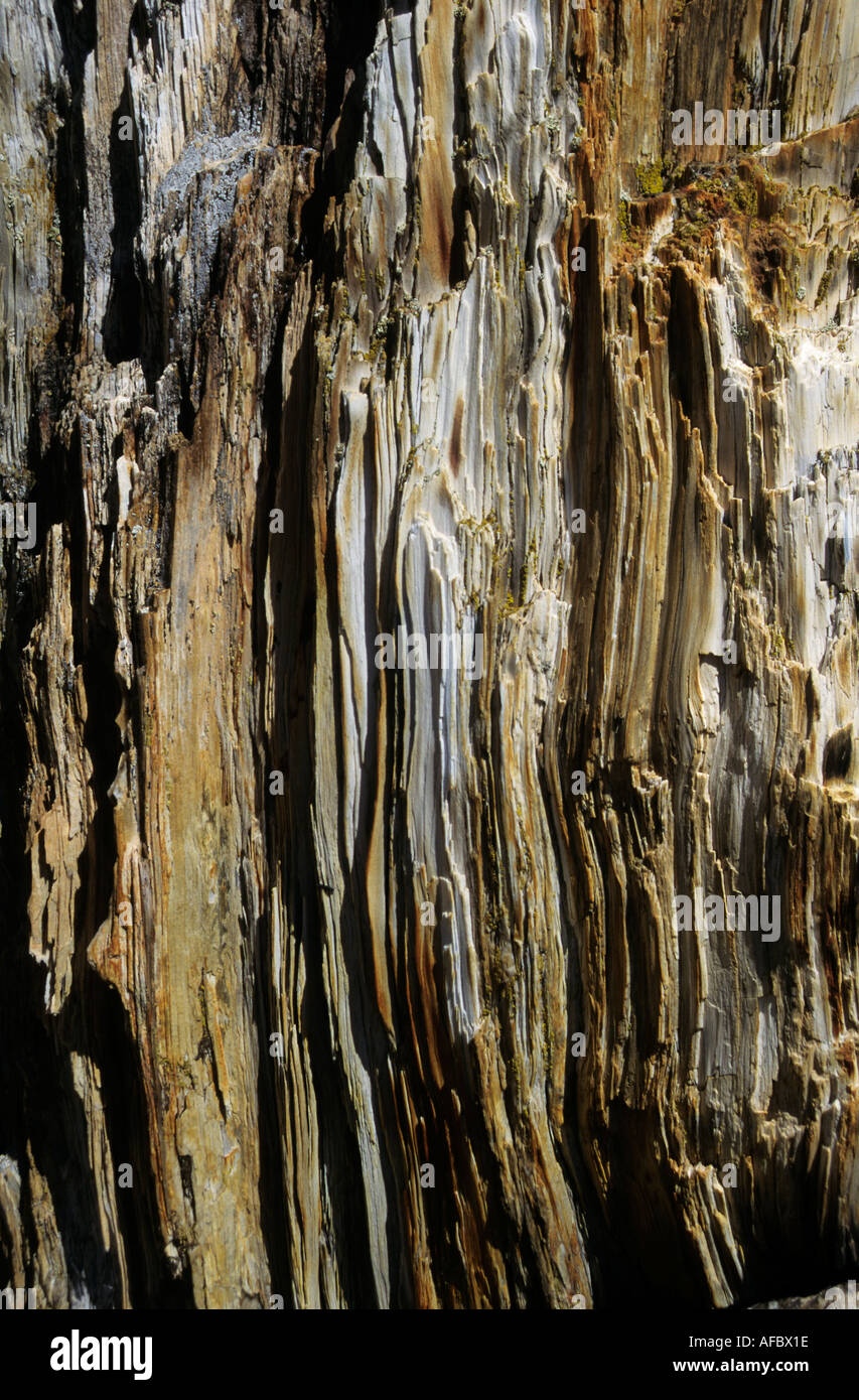 Fossil tree stump close up Florissant Fossil Beds national monument ...