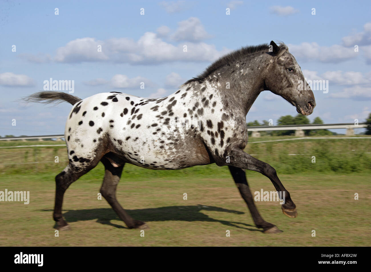 Appaloosa - on meadow Stock Photo - Alamy