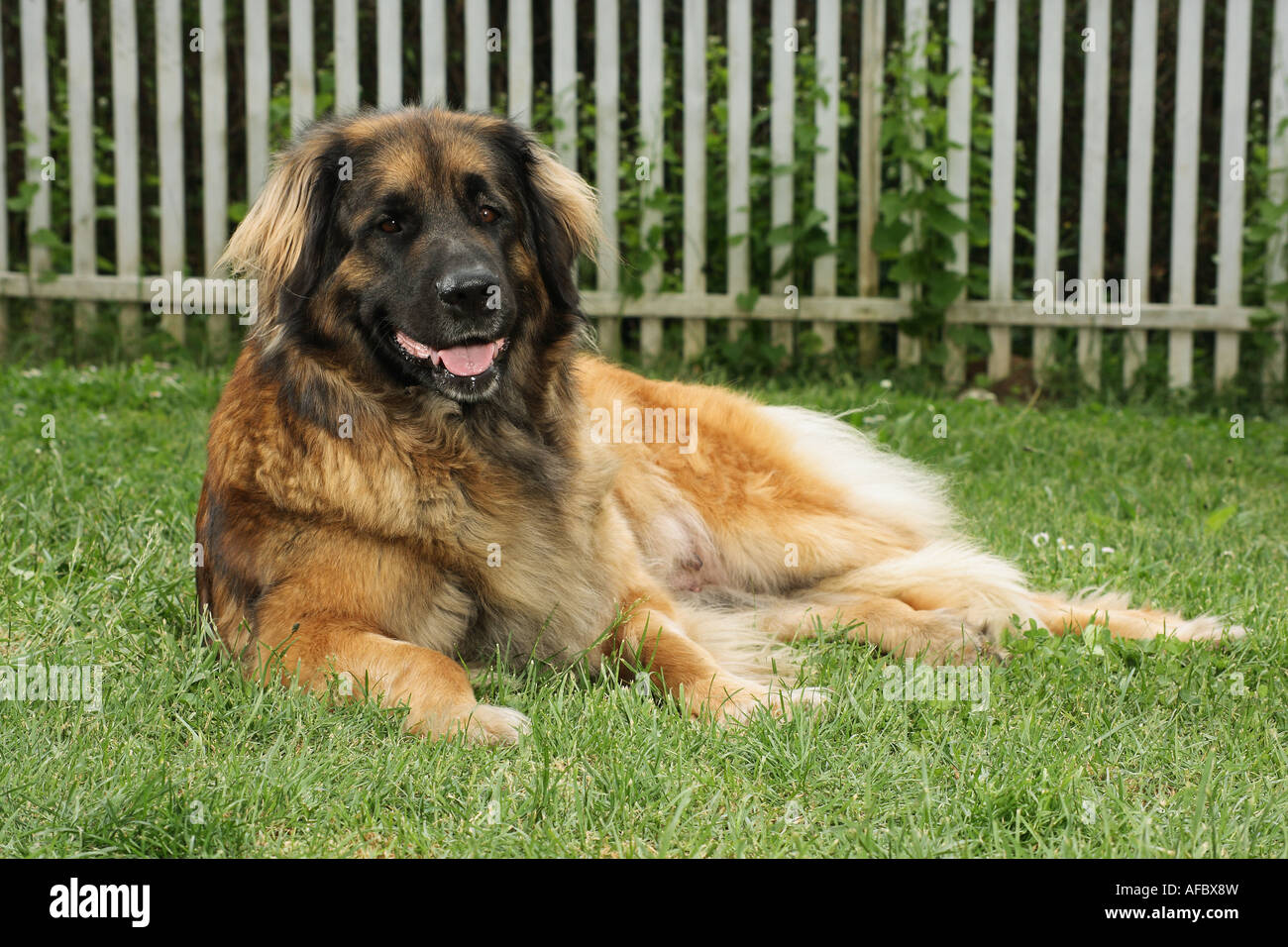 Leonbergers Stock Photos & Leonbergers Stock Images - Alamy