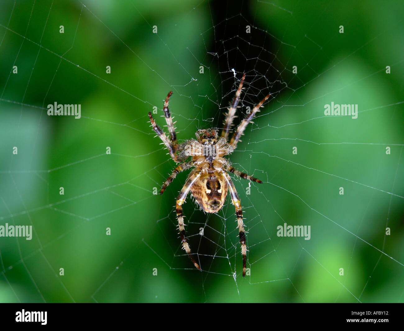 Danish common spider hi-res stock photography and images - Alamy