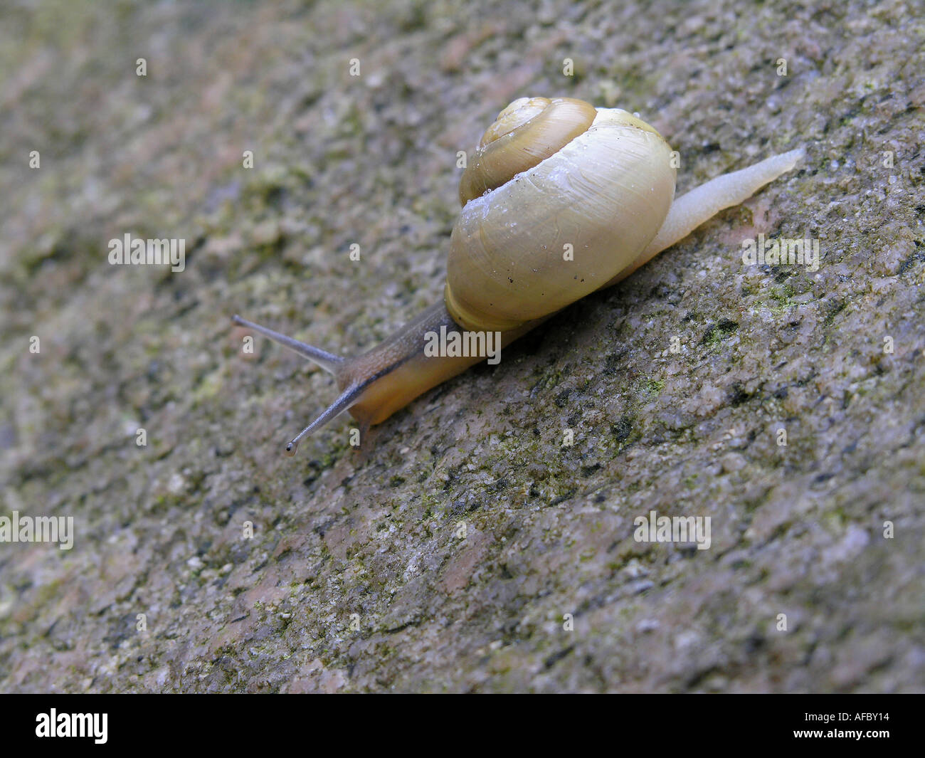 Red lipped snail hi-res stock photography and images - Alamy