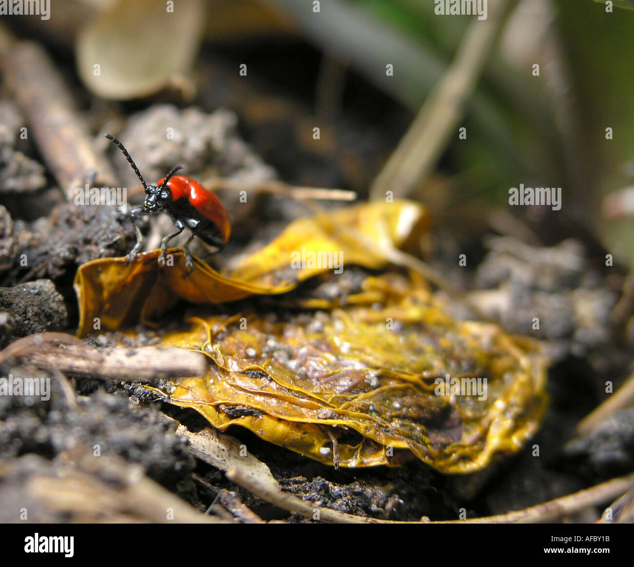 Lily Leaf Beetle Lilioceris lilii Here seen on the ground in defence ...