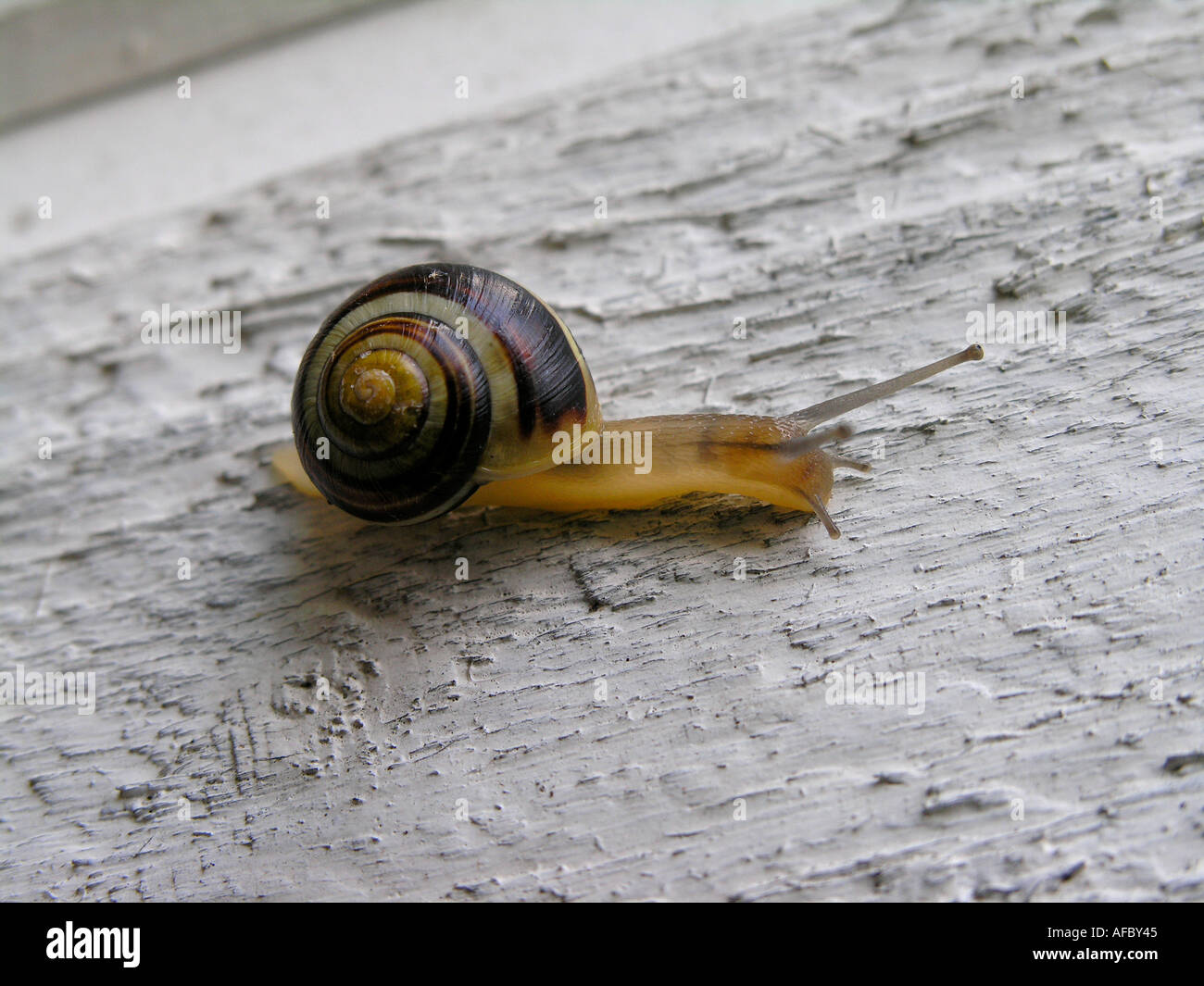 Red lipped snail hi-res stock photography and images - Alamy