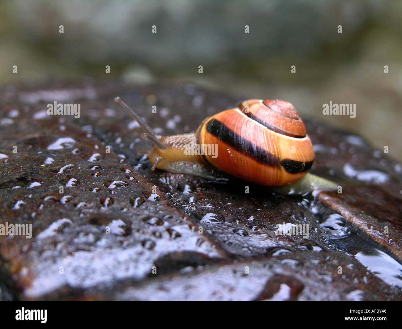 Red lipped snail hi-res stock photography and images - Alamy