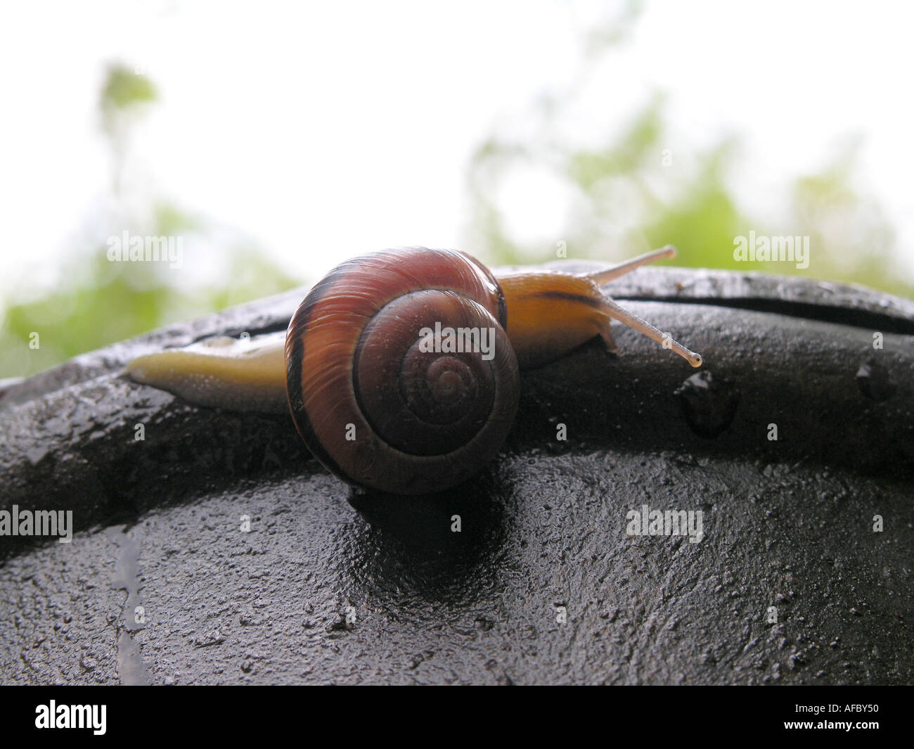 Cepaea hortensis White lipped Snail Stock Photo - Alamy