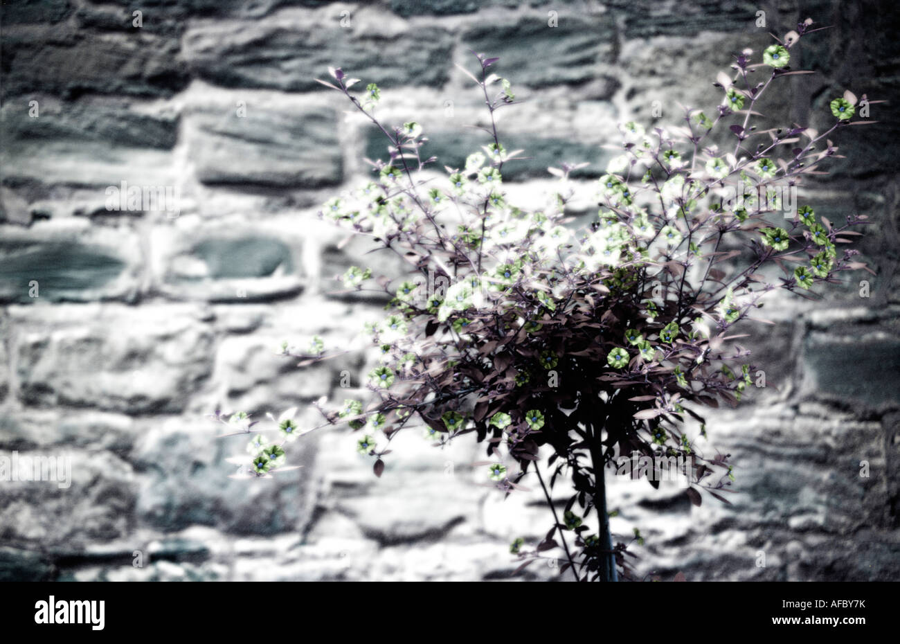 Shrub against wall, close-up Stock Photo - Alamy