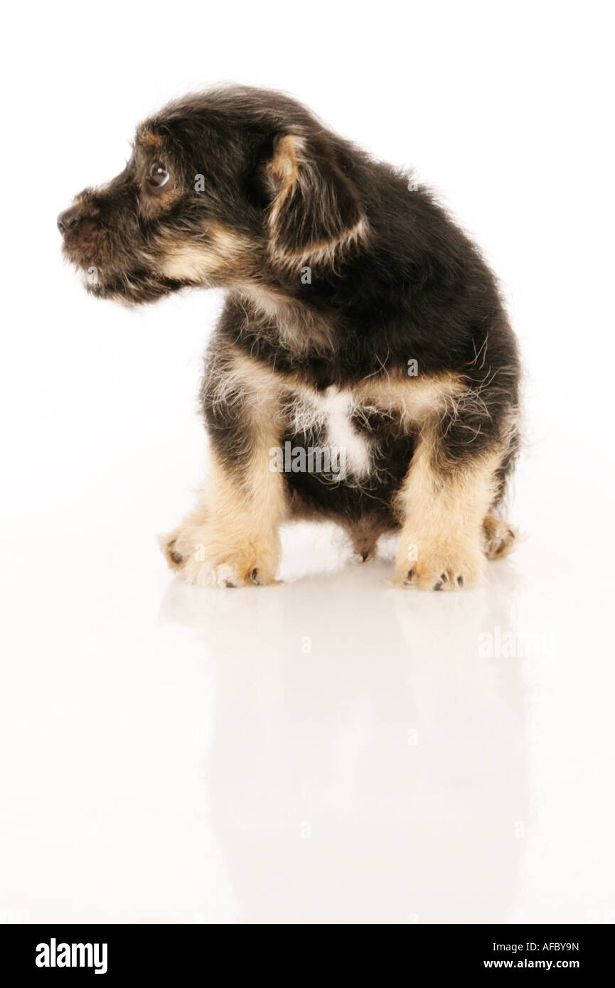 Puppy isolated on white Stock Photo - Alamy