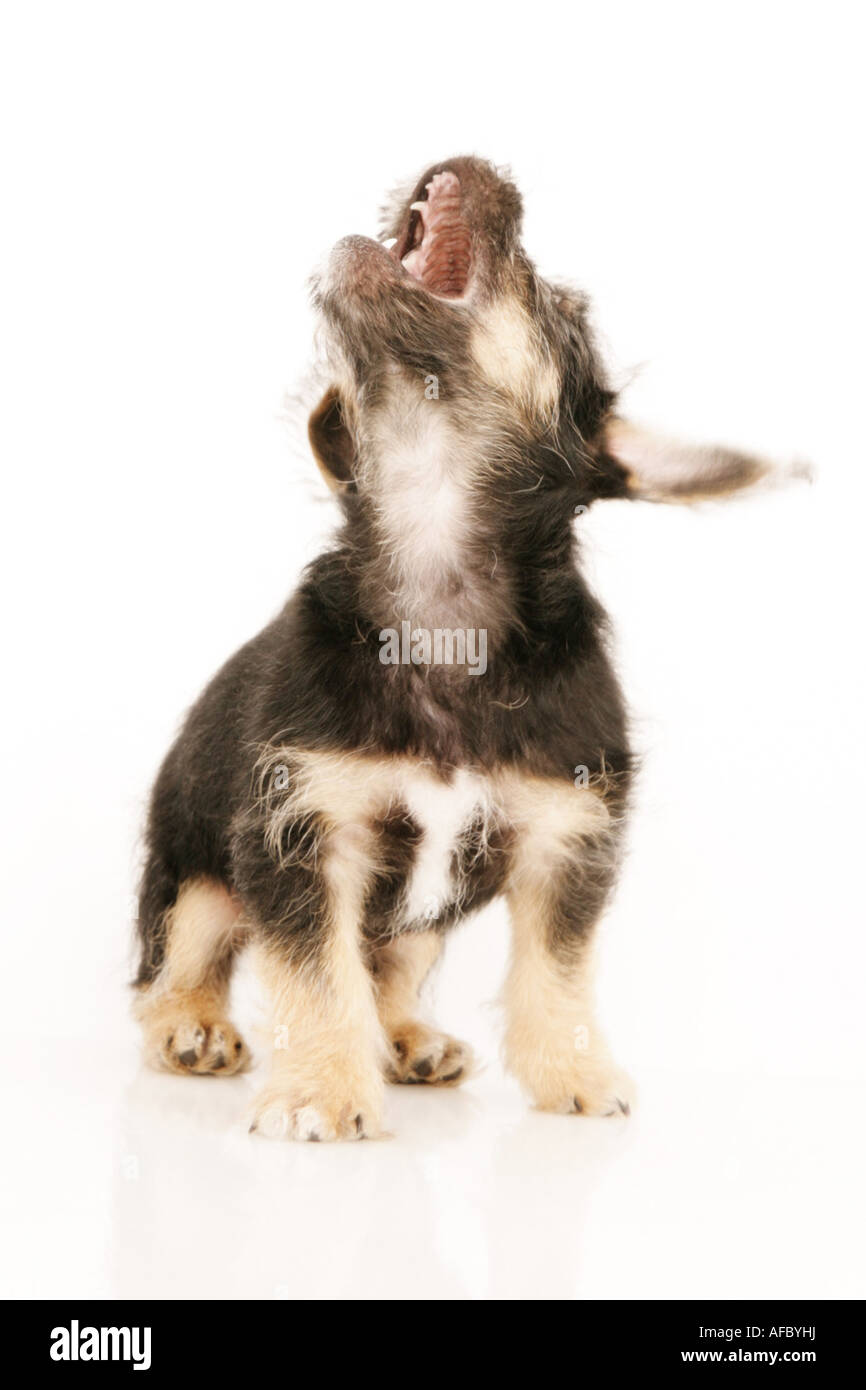 Puppy isolated on white Stock Photo - Alamy