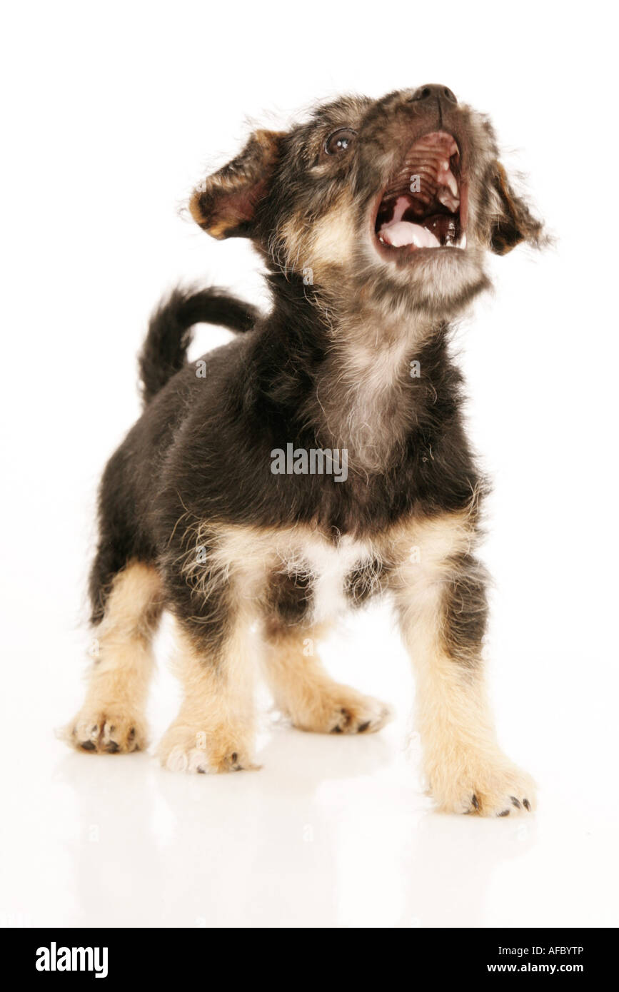 Puppy isolated on white Stock Photo - Alamy