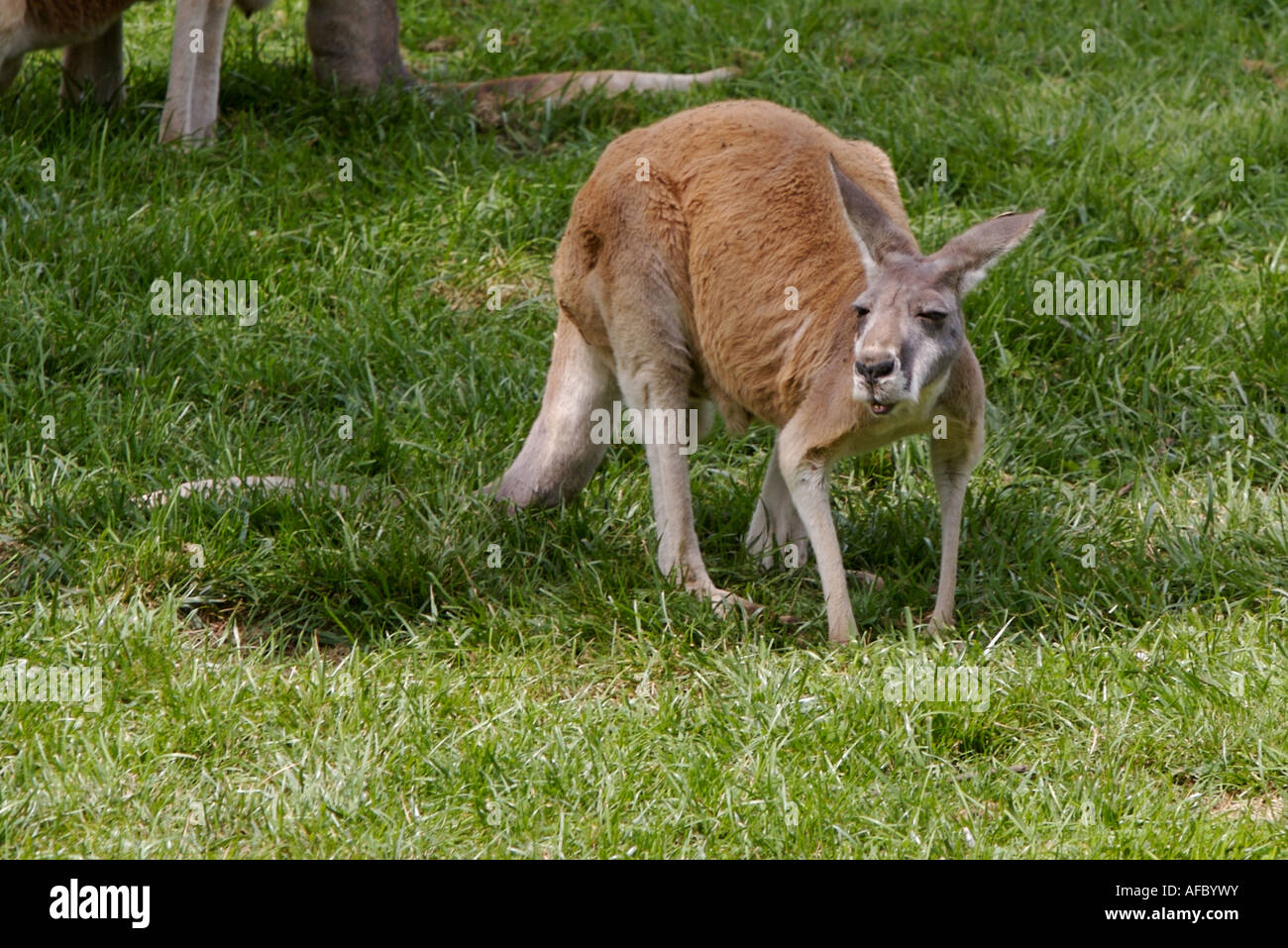 Red kangaroo hi-res stock photography and images - Alamy