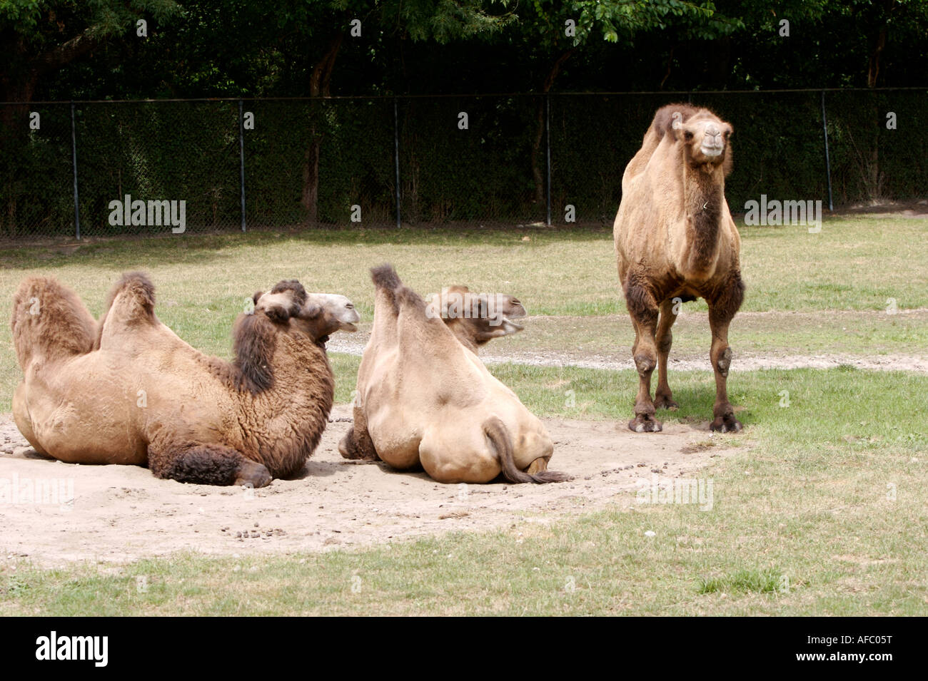Camels humps hi-res stock photography and images - Alamy