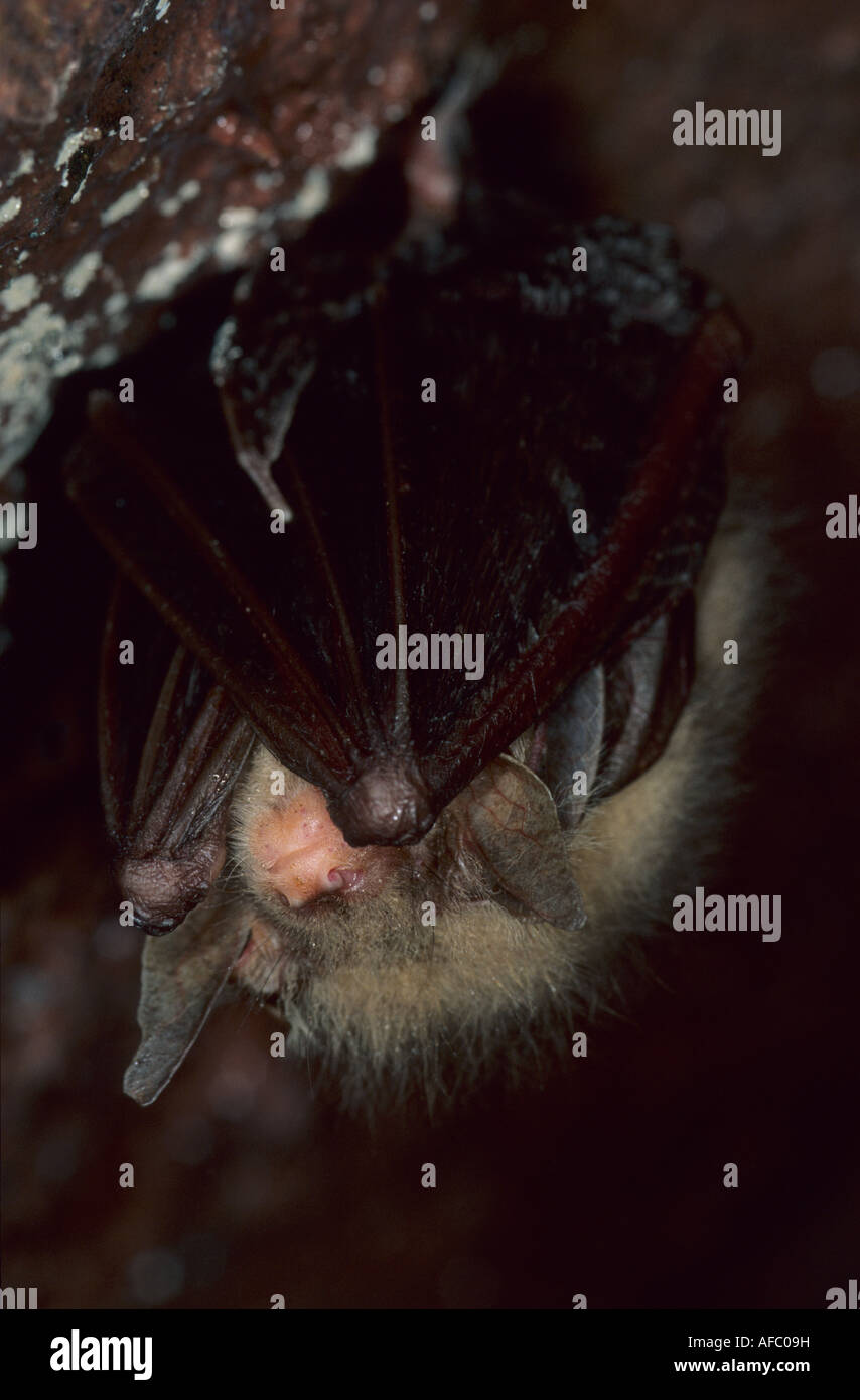 Long eared bat wings hi-res stock photography and images - Alamy