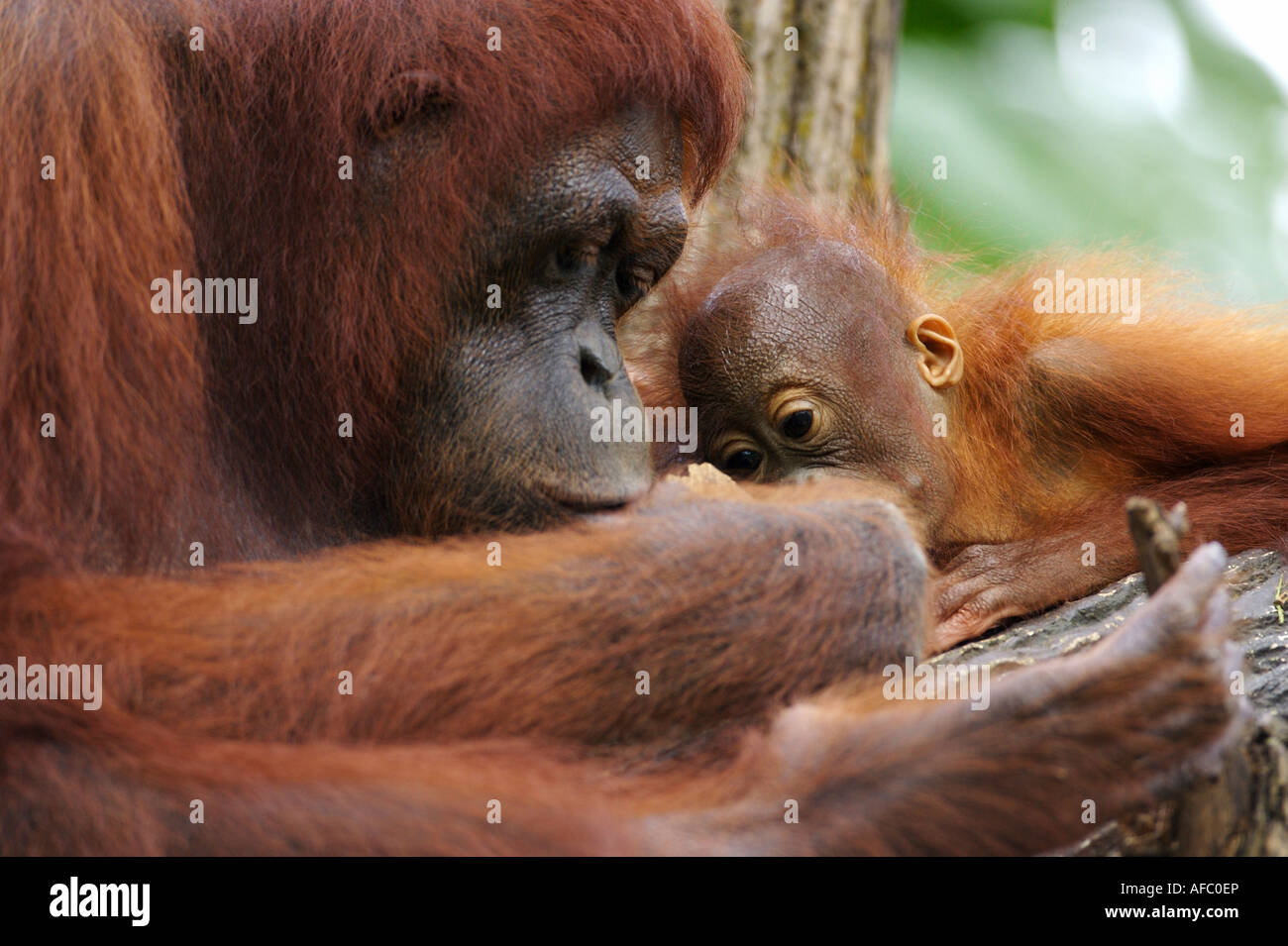 Mothering monkey hi-res stock photography and images - Alamy