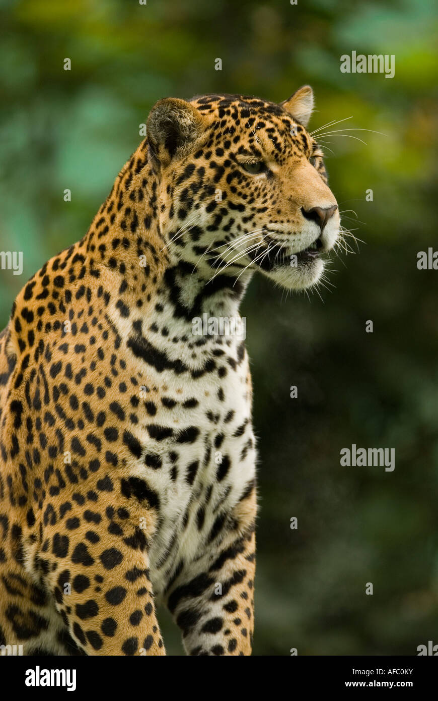 JAGUAR Panthera onca Stock Photo - Alamy