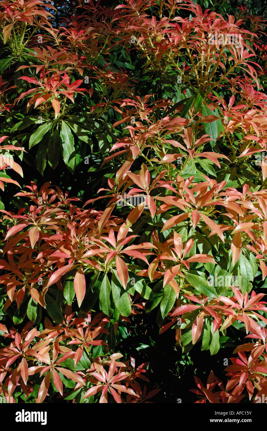 Close up of red green pieris shrub Stock Photo - Alamy