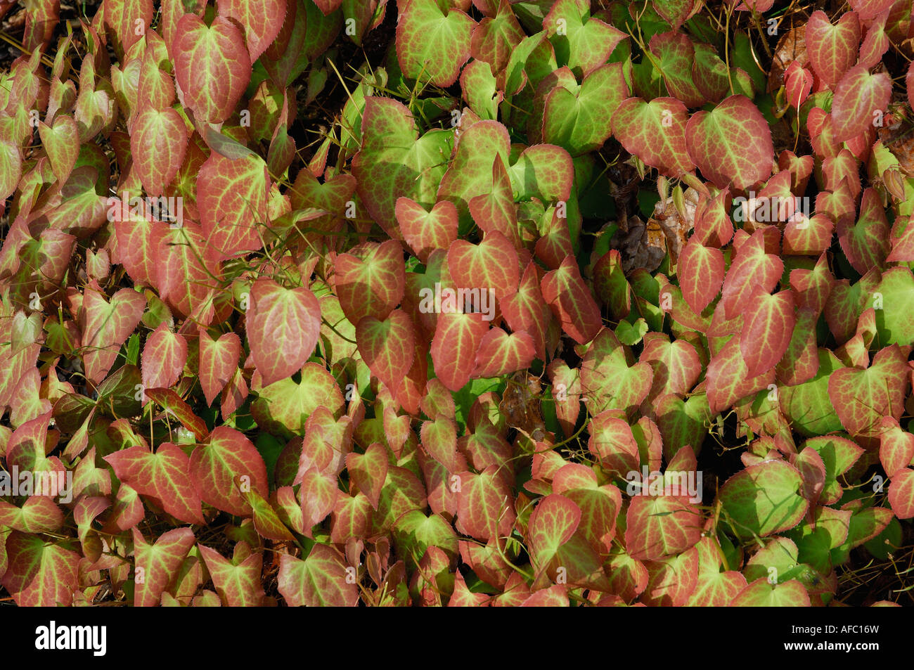 Garden shrub with heart shaped variegated leaf Stock Photo - Alamy