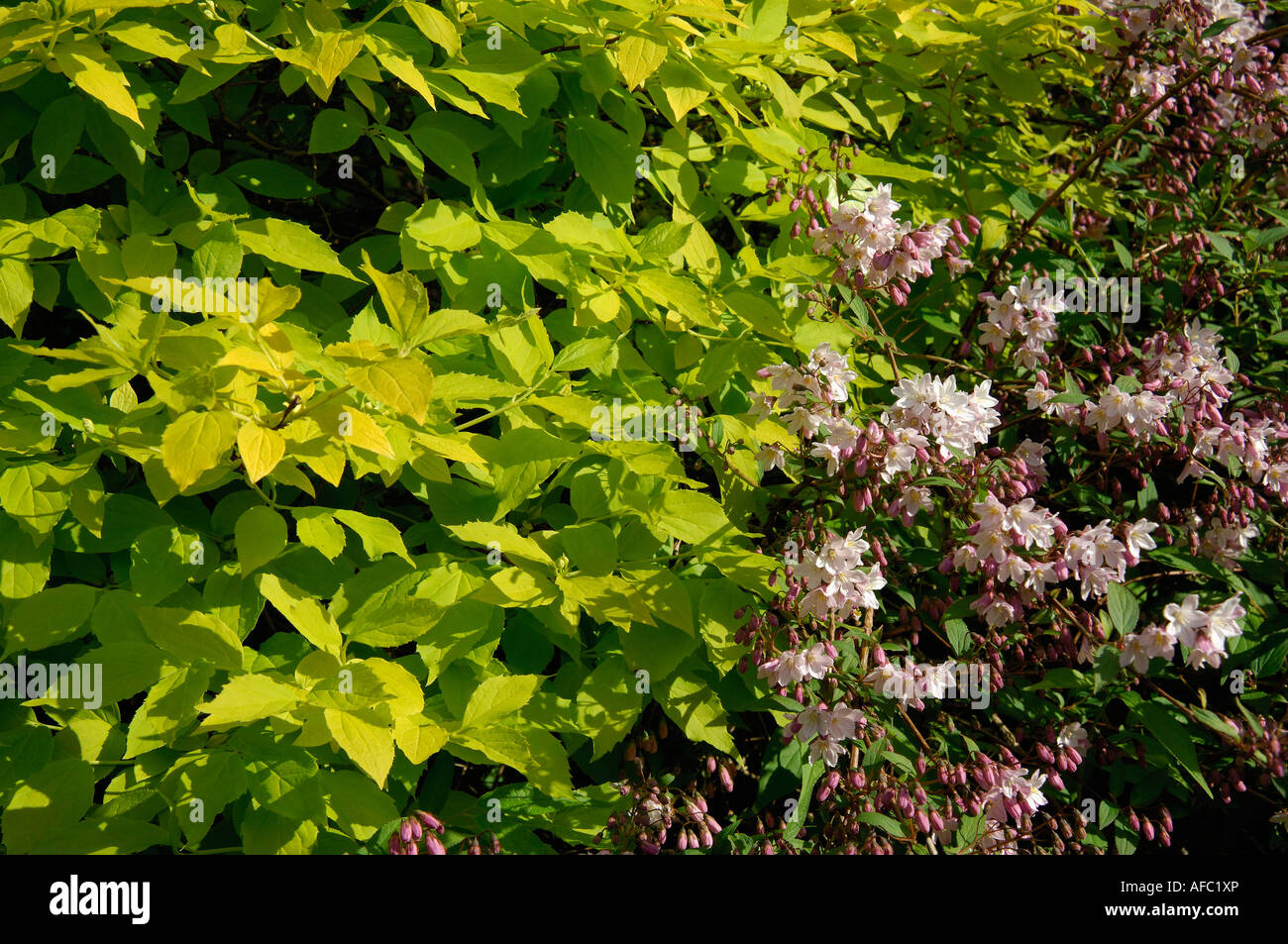 Fresh green spirea and flowering mock orange in early spring Stock ...