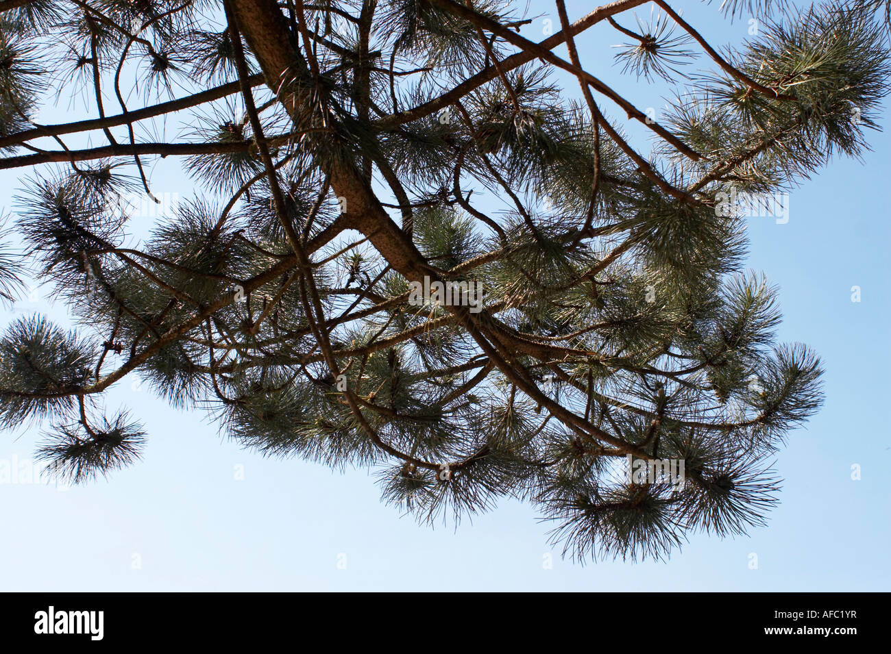 European Black Pine (Pinus nigra Stock Photo - Alamy