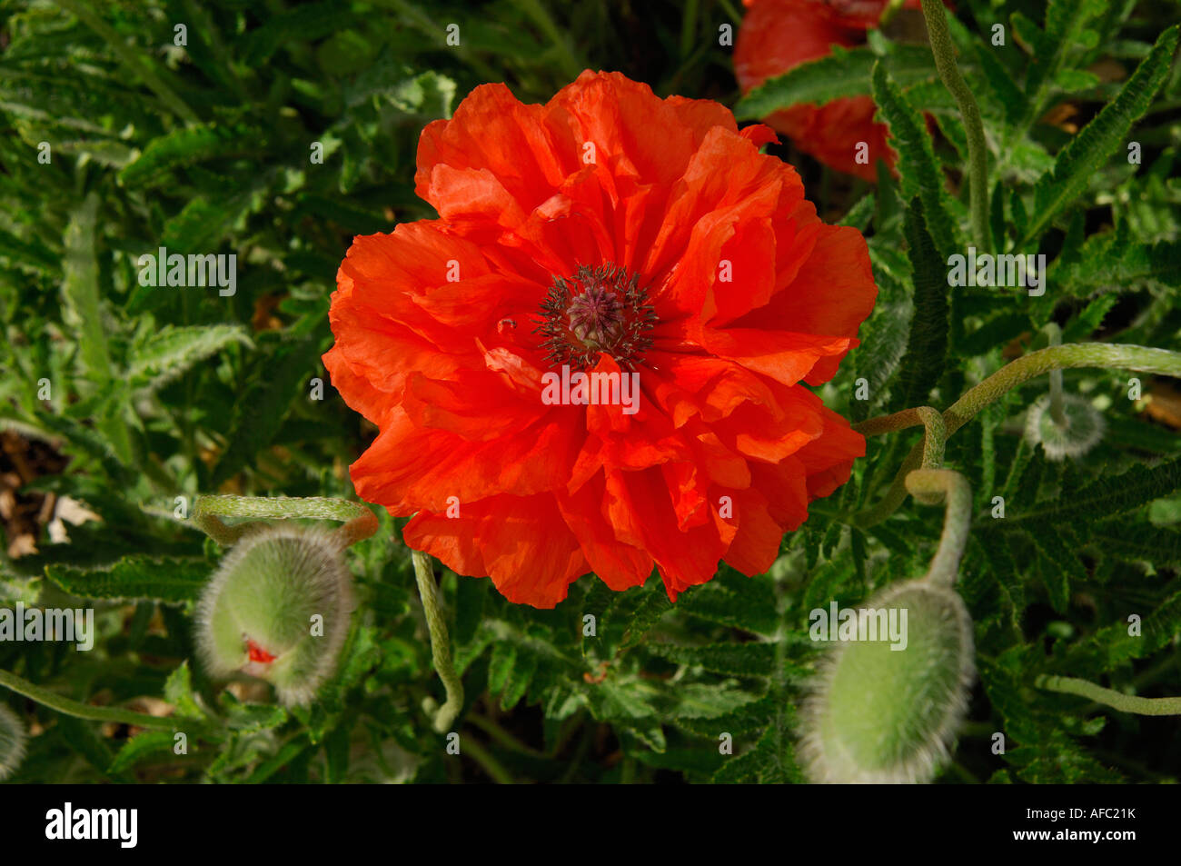 Deep red oriental poppy flower and buds surrounded by greenery Stock ...